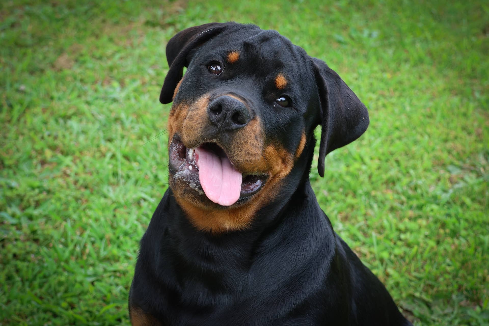 Rottweiler Eats Mom’s Fenty Highlighter and Immediately Turns Into ...