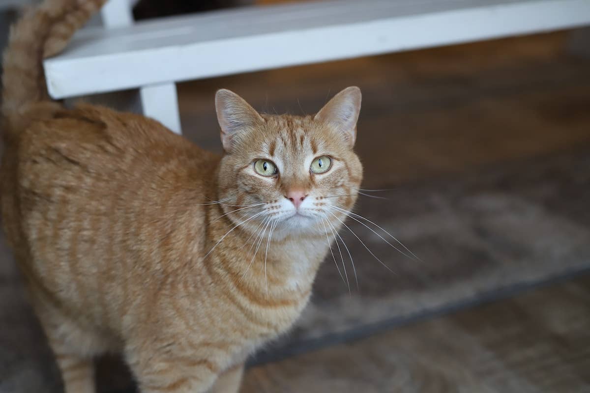 Orange Cats: Cute Photos, Funny Moments, and Big Personalities - Parade ...