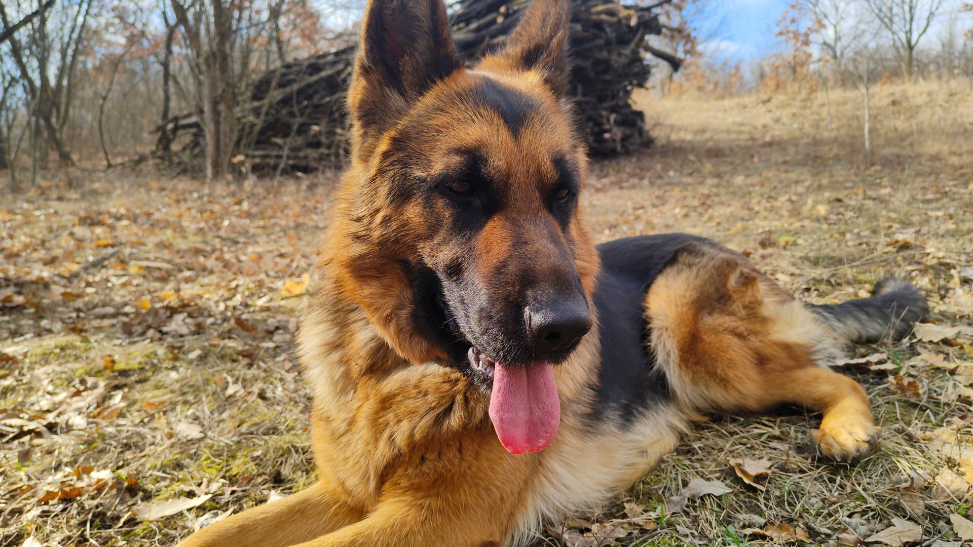 Hairless German Shepherd Makes Incredible Recovery - Parade Pets