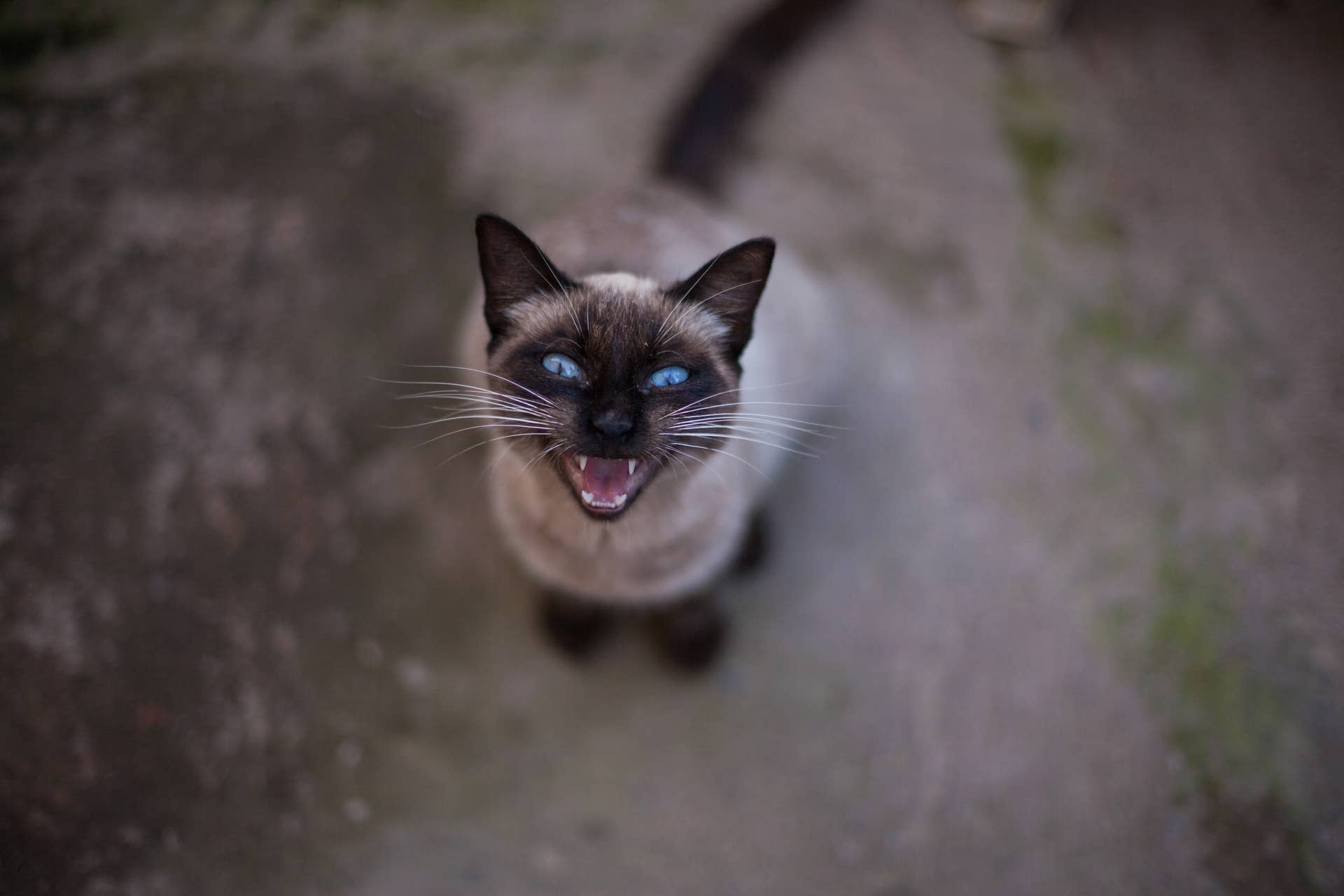Nobody Expected This Siamese Cat To Sound Exactly Like a Haunted House ...