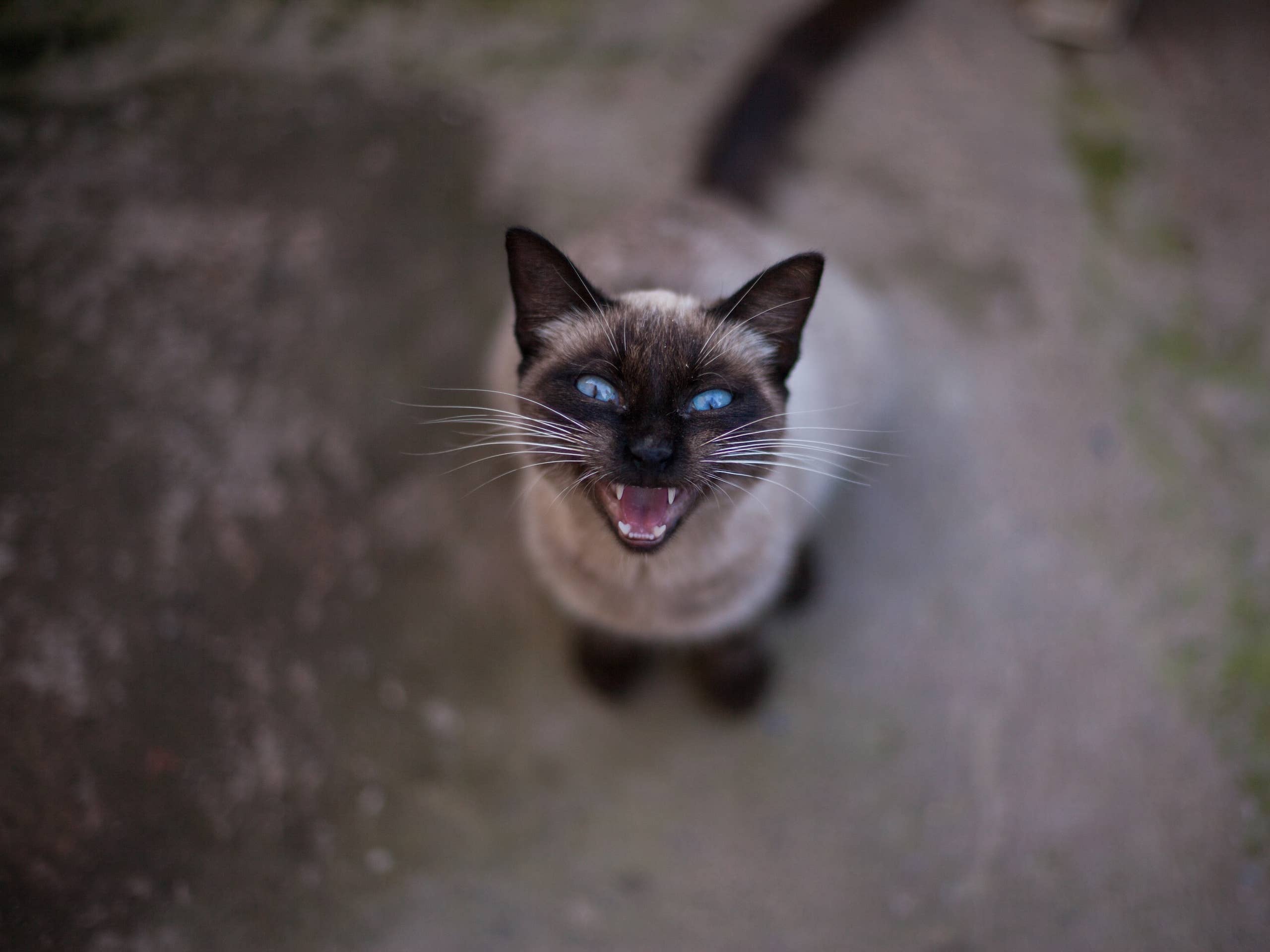 Siamese Cat - Parade Pets