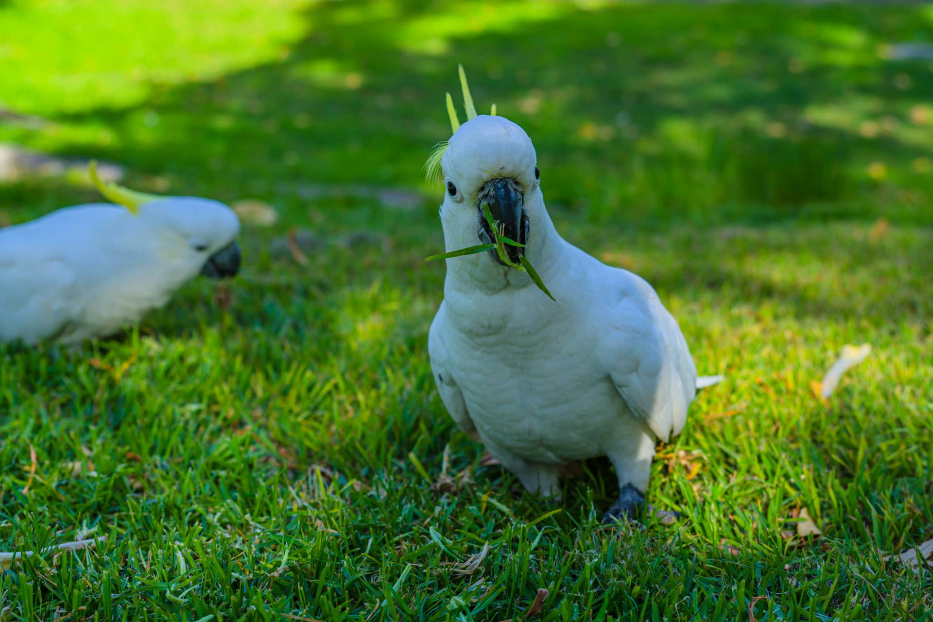 Rescue Cockatoo Who Can't Fly Gets Outside Thanks this Sweet Idea ...