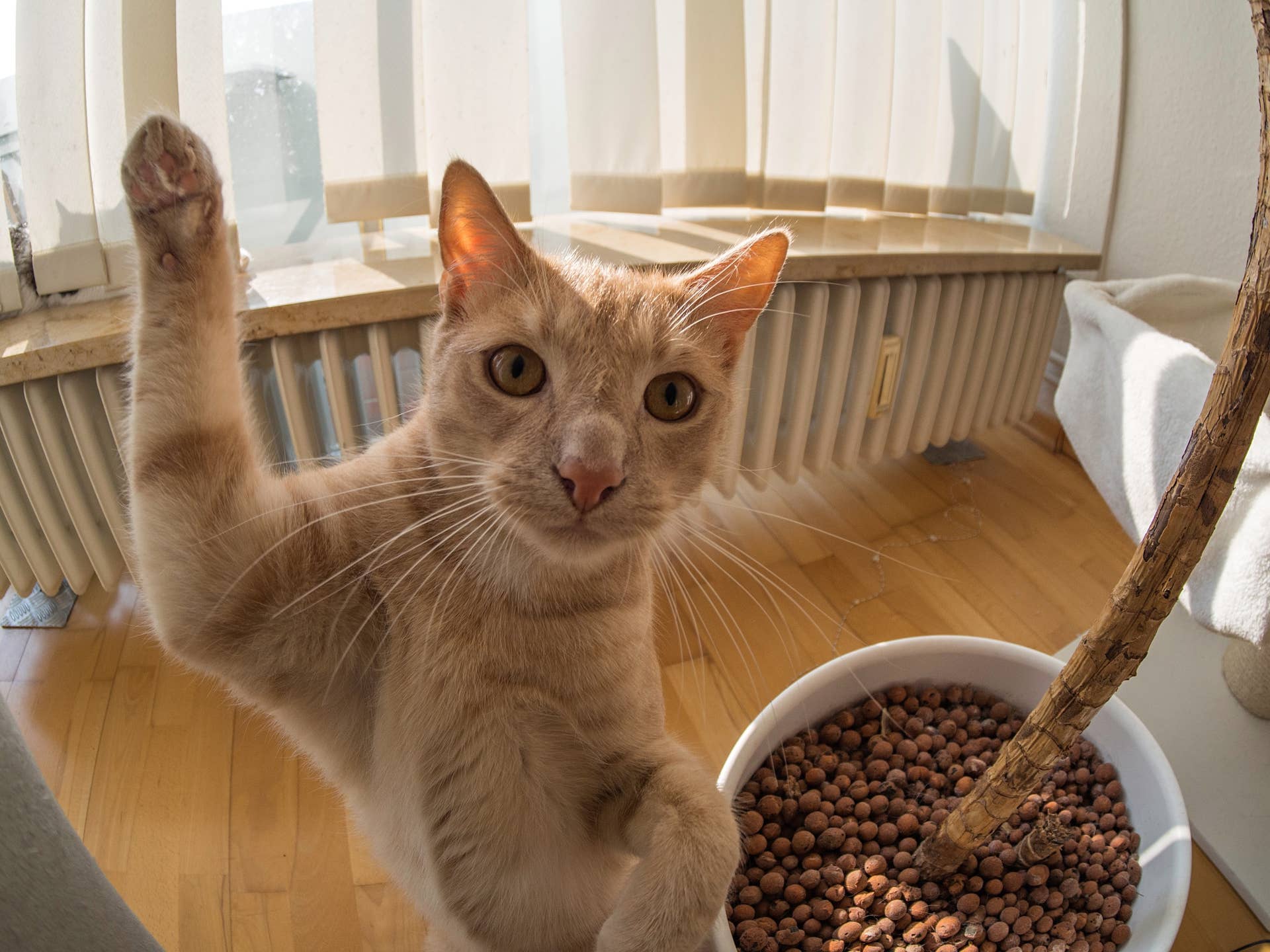 Rescue Cat High-Fives Mom for Saving Her—It Feels So Right - Parade Pets