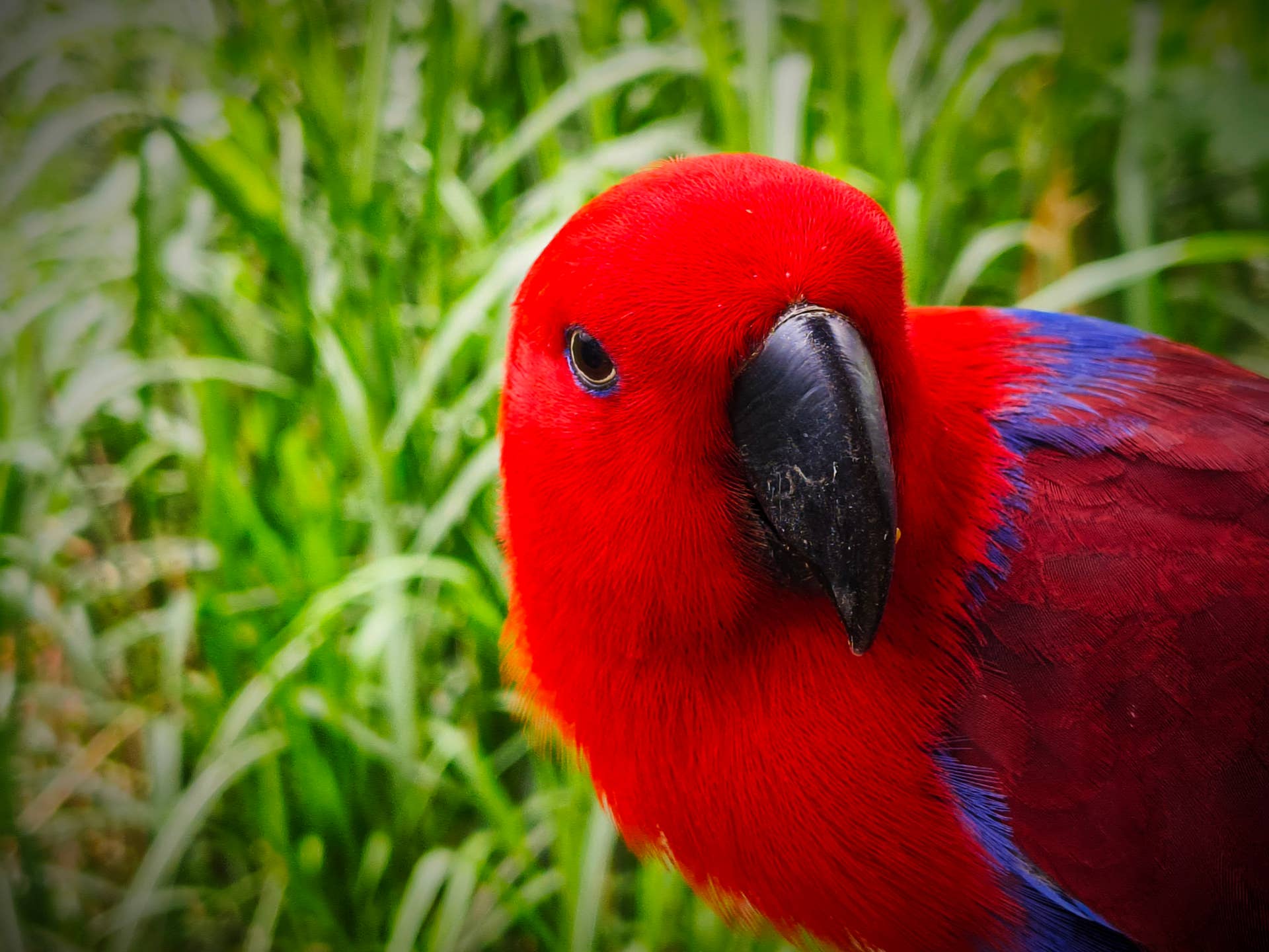 Rescue Parrot Experiences a Week of ‘Firsts’ as She Learns To Trust Her ...