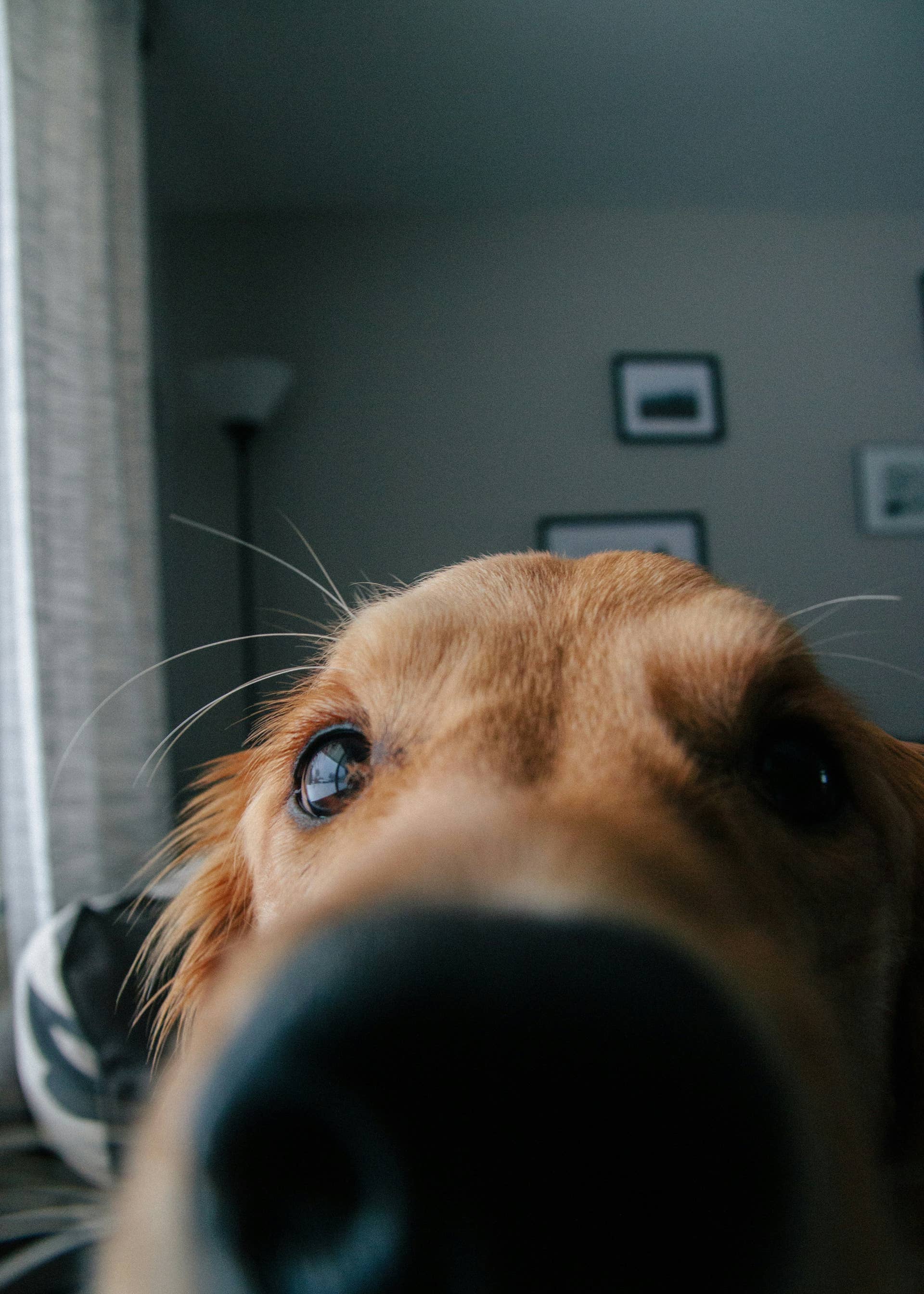 5 Things Nobody Tells You About Owning a Golden Retriever - Parade Pets