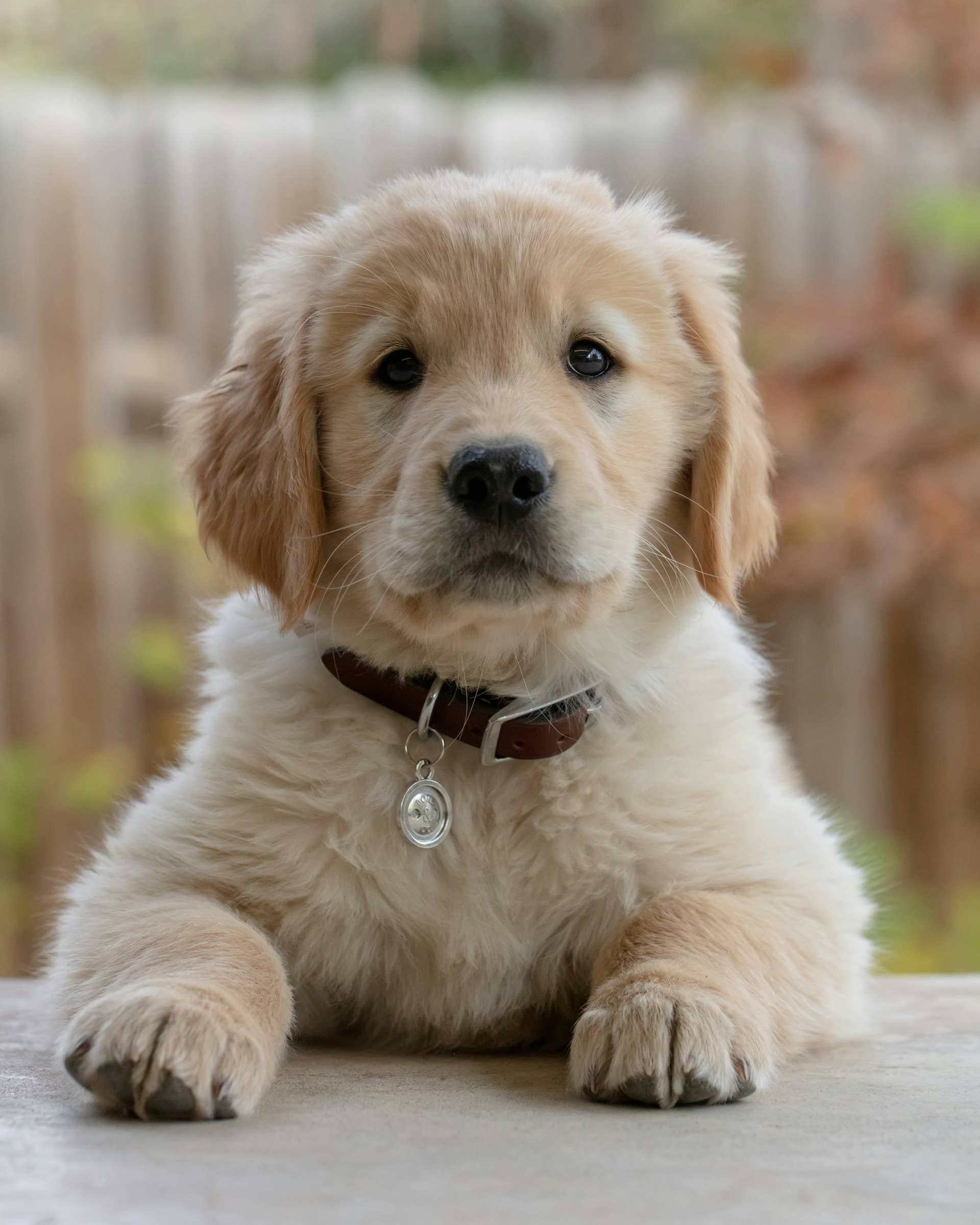 5 Things Nobody Tells You About Owning a Golden Retriever - Parade Pets