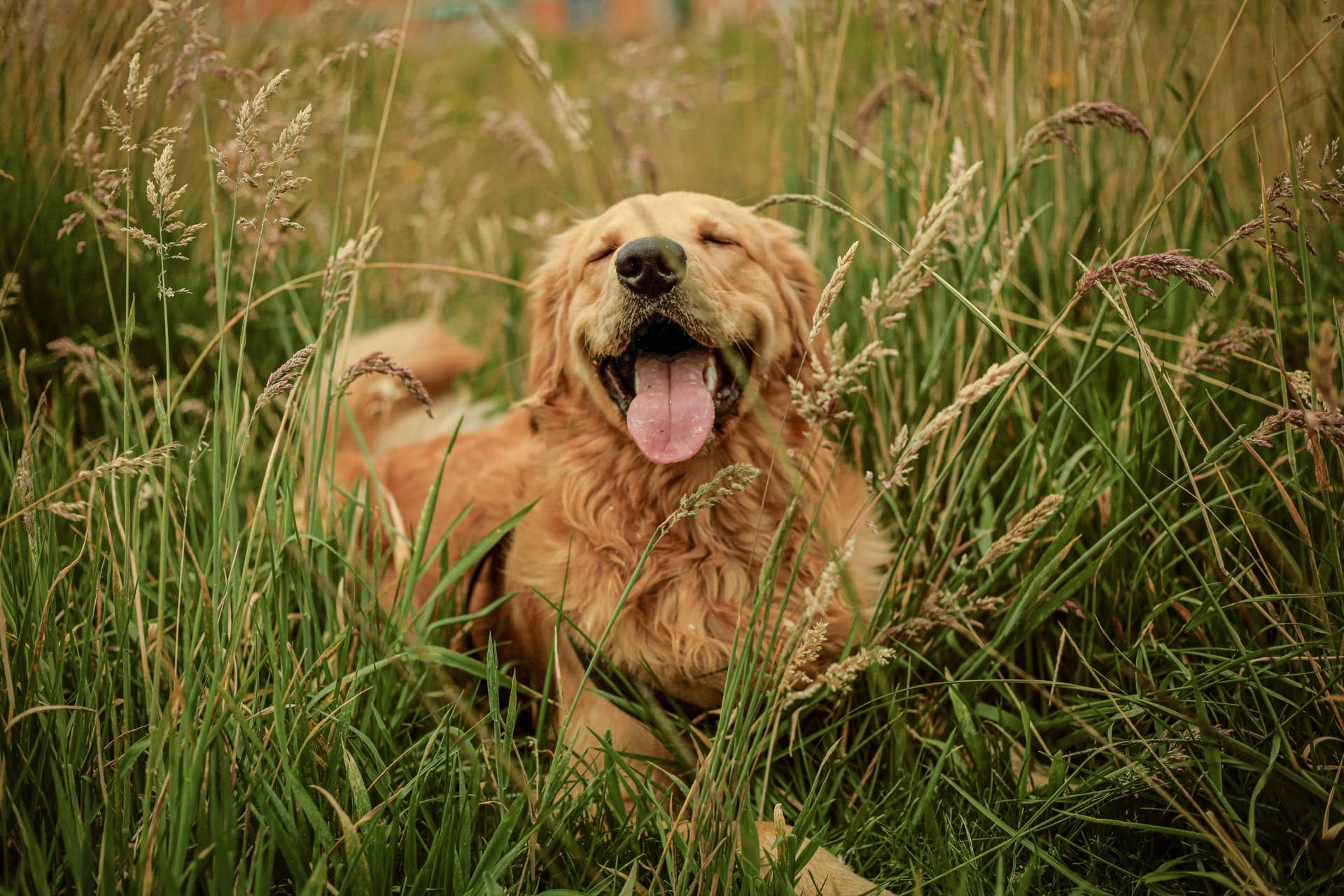 5 Things Nobody Tells You About Owning a Golden Retriever - Parade Pets