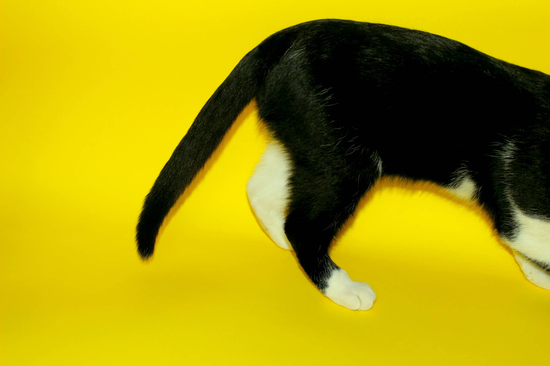 Black Cat With Perfectly White Face Plays the Sweetest Game of Peekaboo ...