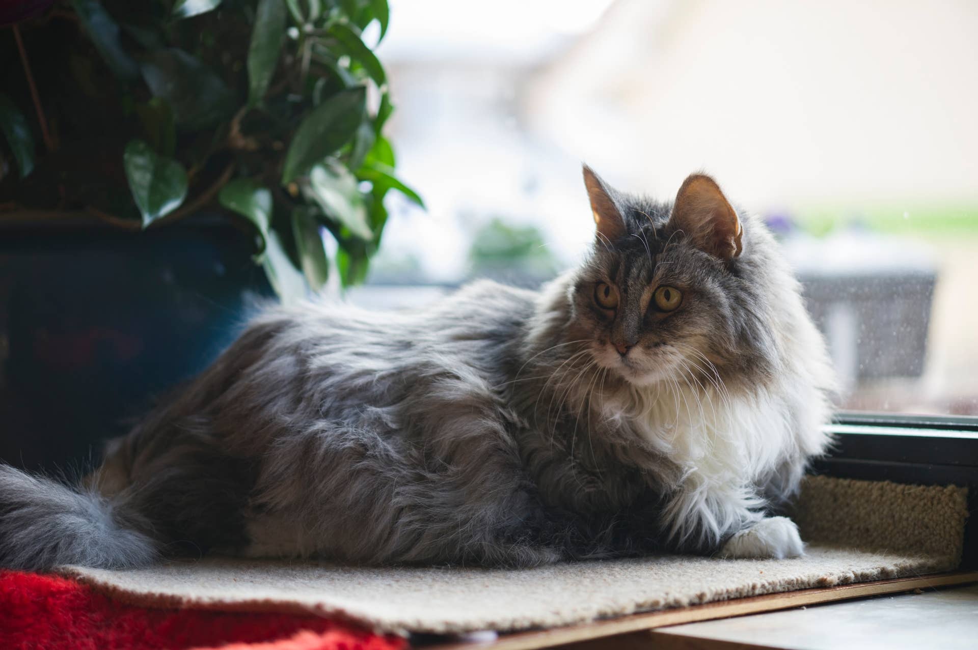 Senior Cat Who Demands Extra Butter on Her Mashed Potatoes Is Deeply ...