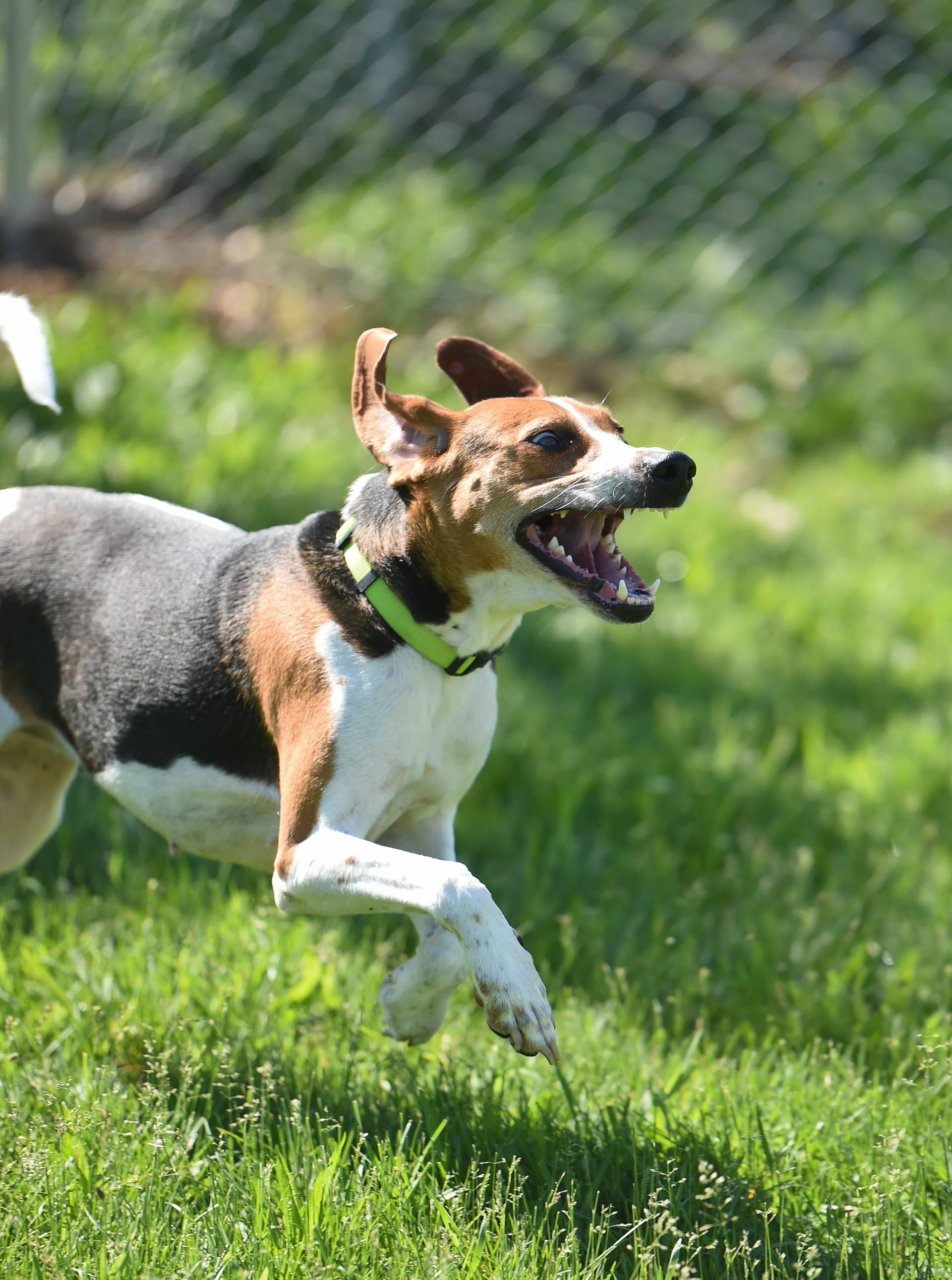 Coonhound Takes One Look at Kitten and Instantly Decides She's 'His ...