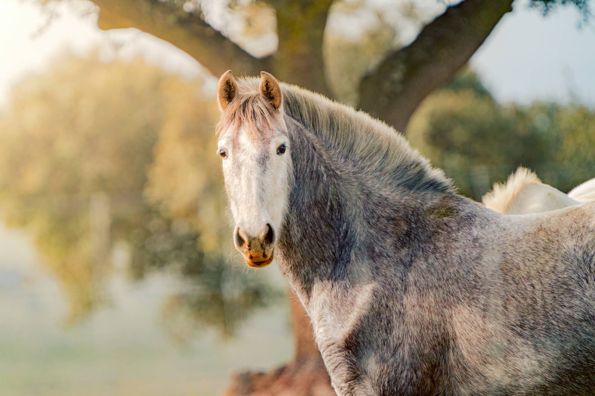 Horse’s Gentle Goodbye to Senior Husky Before Her Final Farewell Has ...