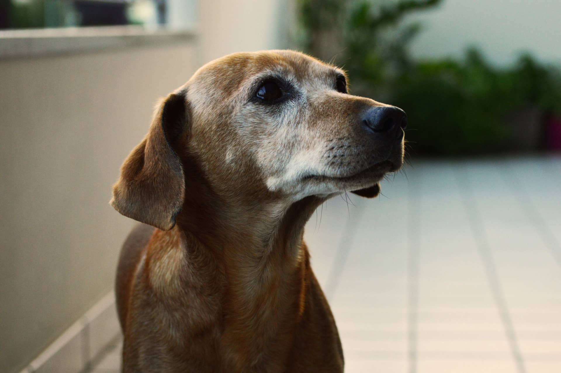 Family Cat Refuses to Leave 20-Year-Old Dachshund’s Side After He ...
