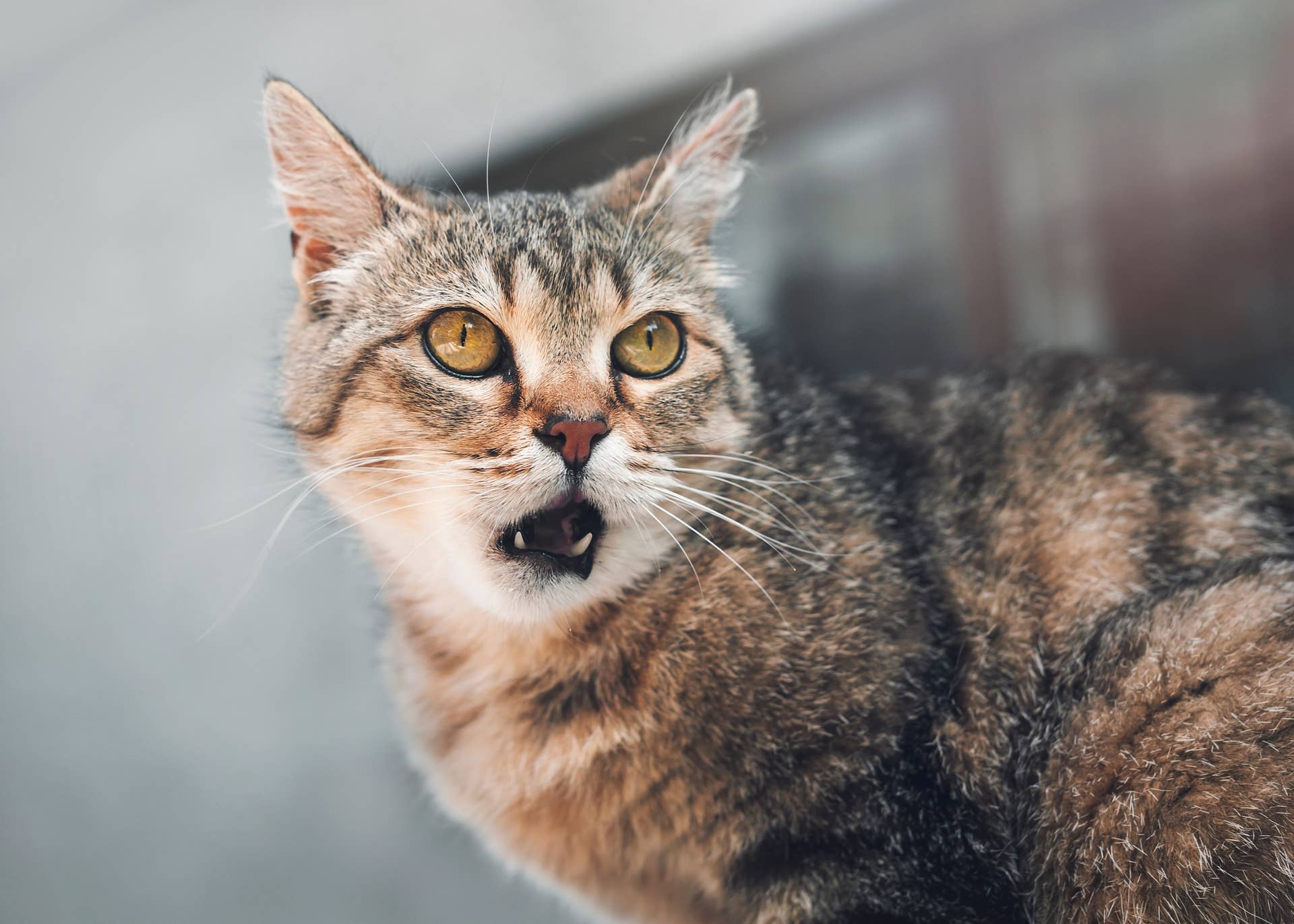 Tabby Cat Has a Tiny Doll Version of Herself and People Are Losing It ...