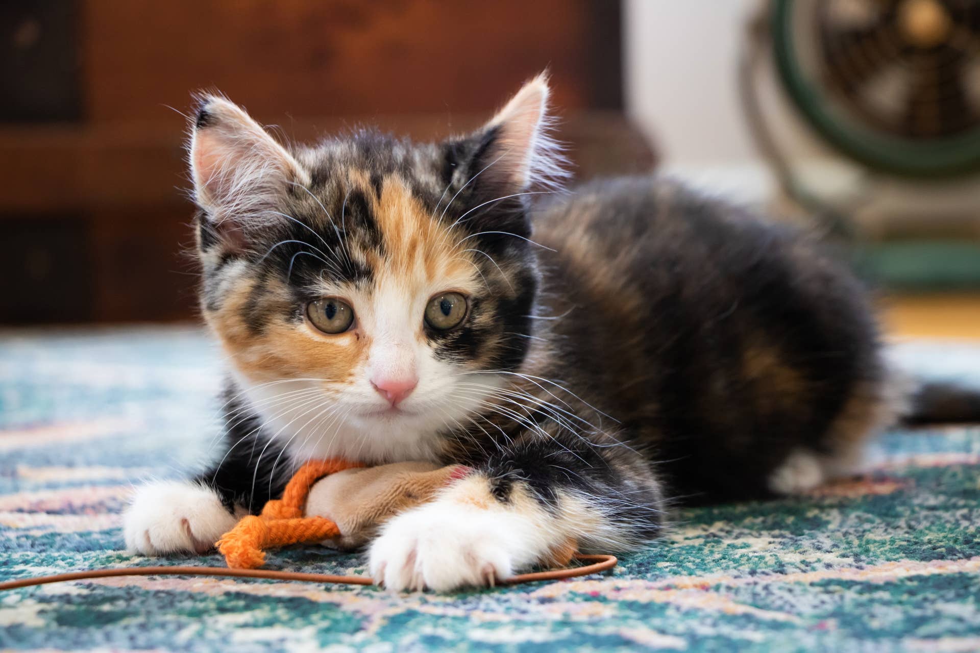 Mechanics Rescue Tiny Calico Kitten From Car Engine and Everyone’s ...