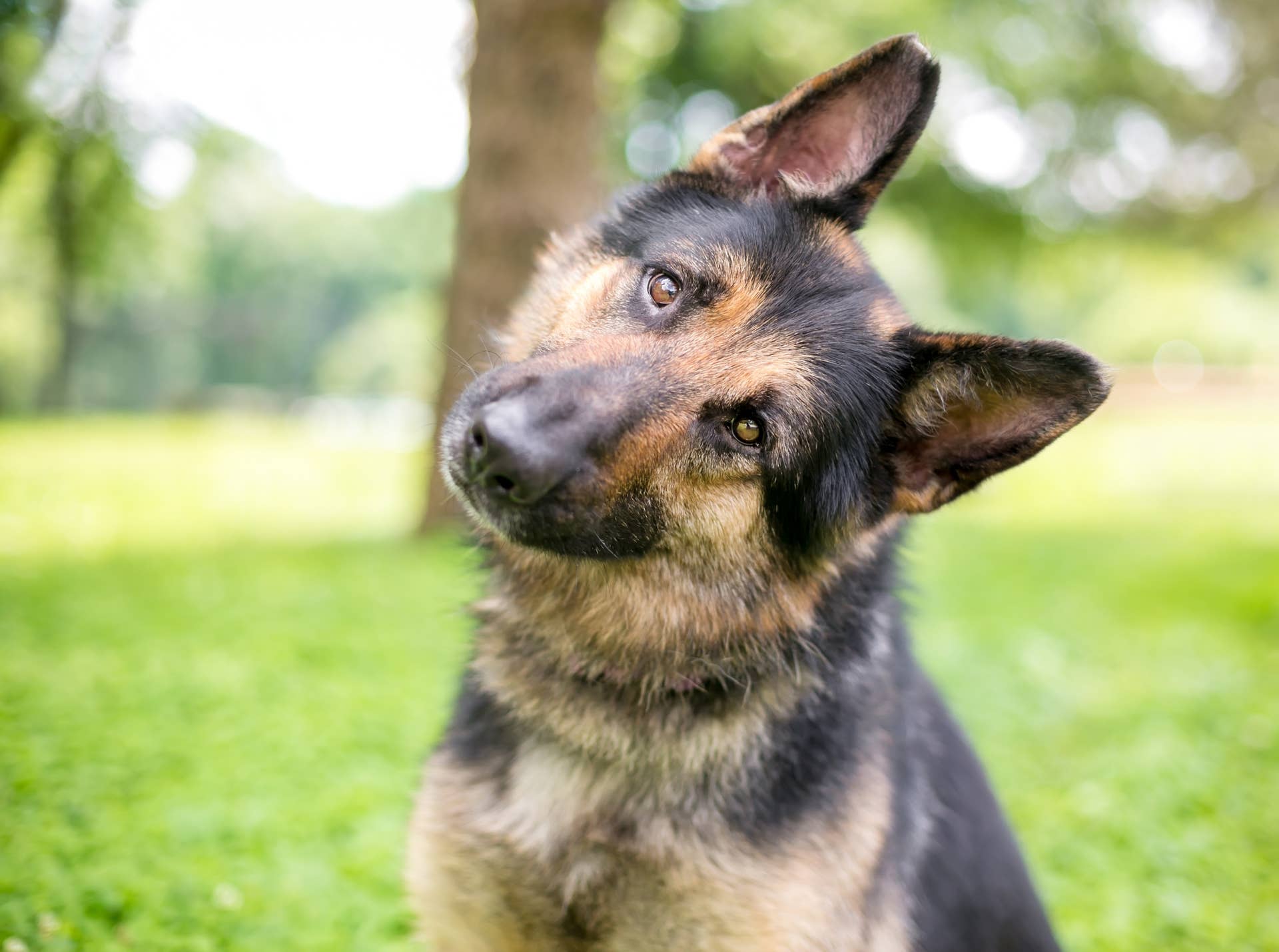 German Shepherd Has the Weirdest Tiny Best Friend and Protects Him With ...