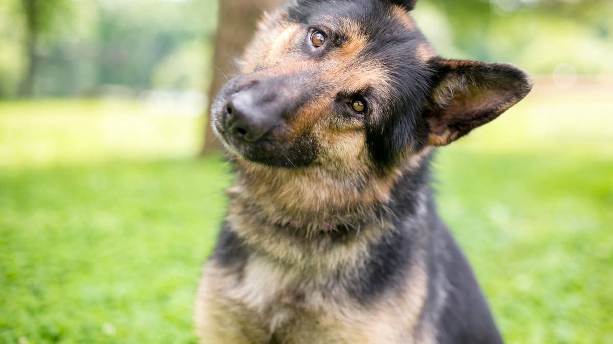 German Shepherd Has the Weirdest Tiny Best Friend and Protects Him With ...