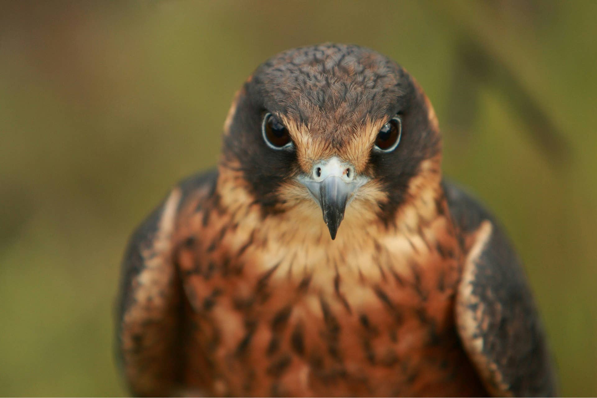 Farmer Rescues Injured Hawk and the Situation Takes a Hilarious Turn ...
