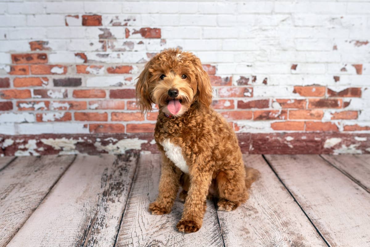 This Fluffy Doodle Is Basically the Real-Life Version of Anthropologie ...