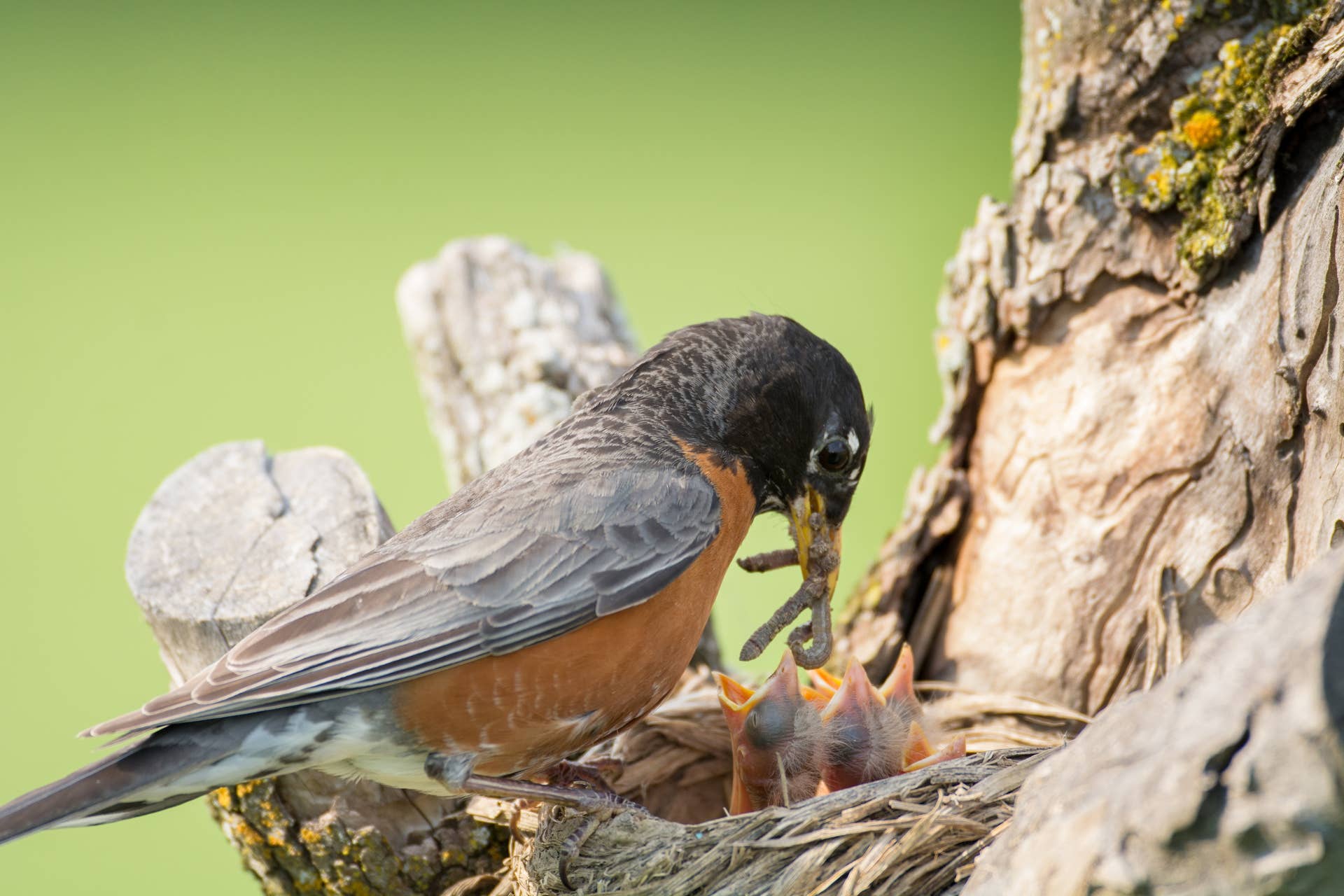 Car Dealer Can’t Sell Truck After Protected Bird Builds Nest in Wheel ...