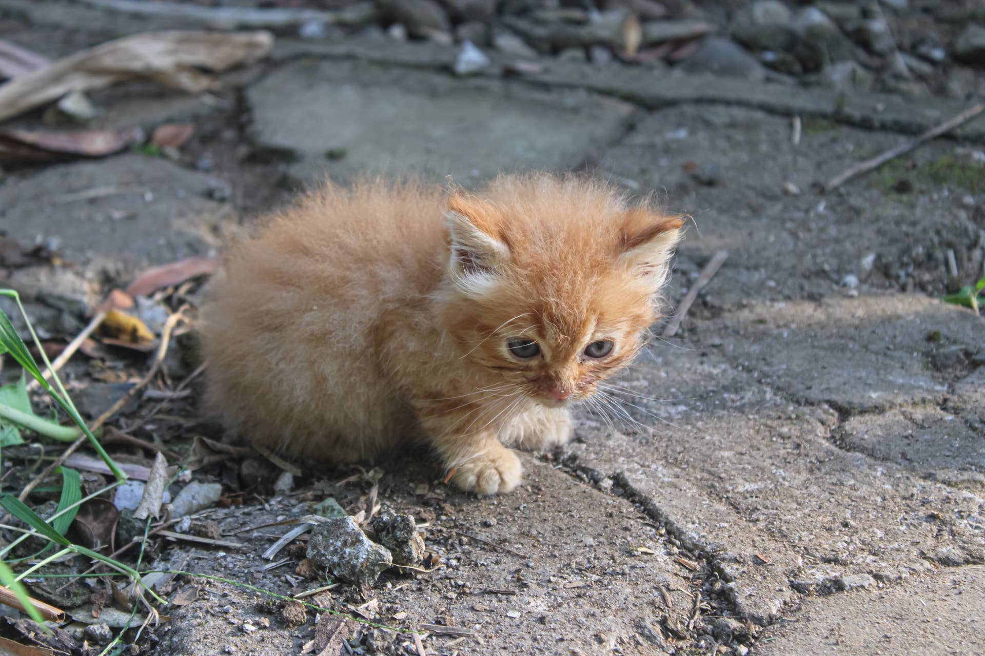 Woman Finds Feral Kittens That Look Like Cartoon Alleycats - Parade Pets