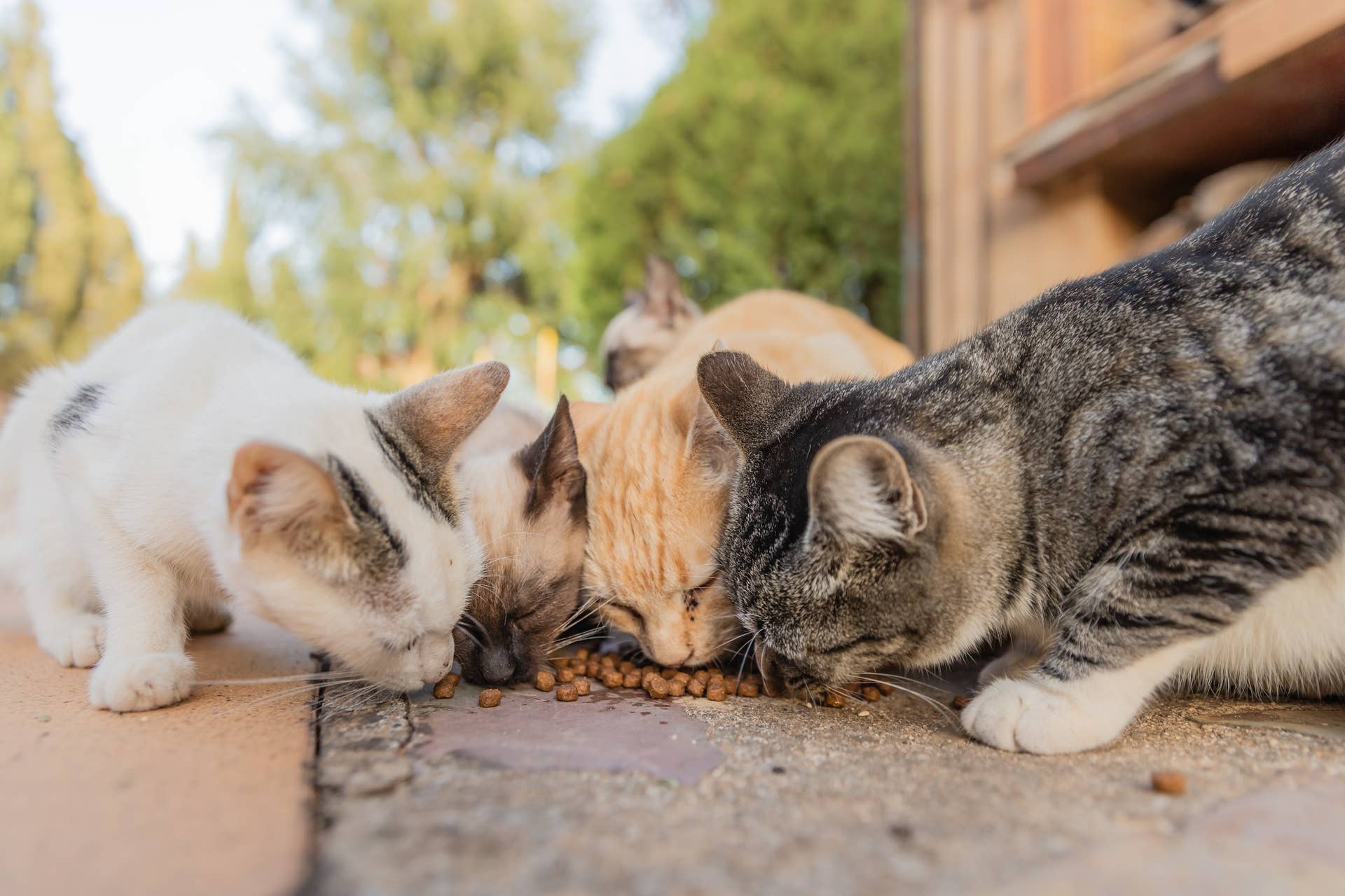 Woman Finds Feral Kittens That Look Like Cartoon Alleycats - Parade Pets