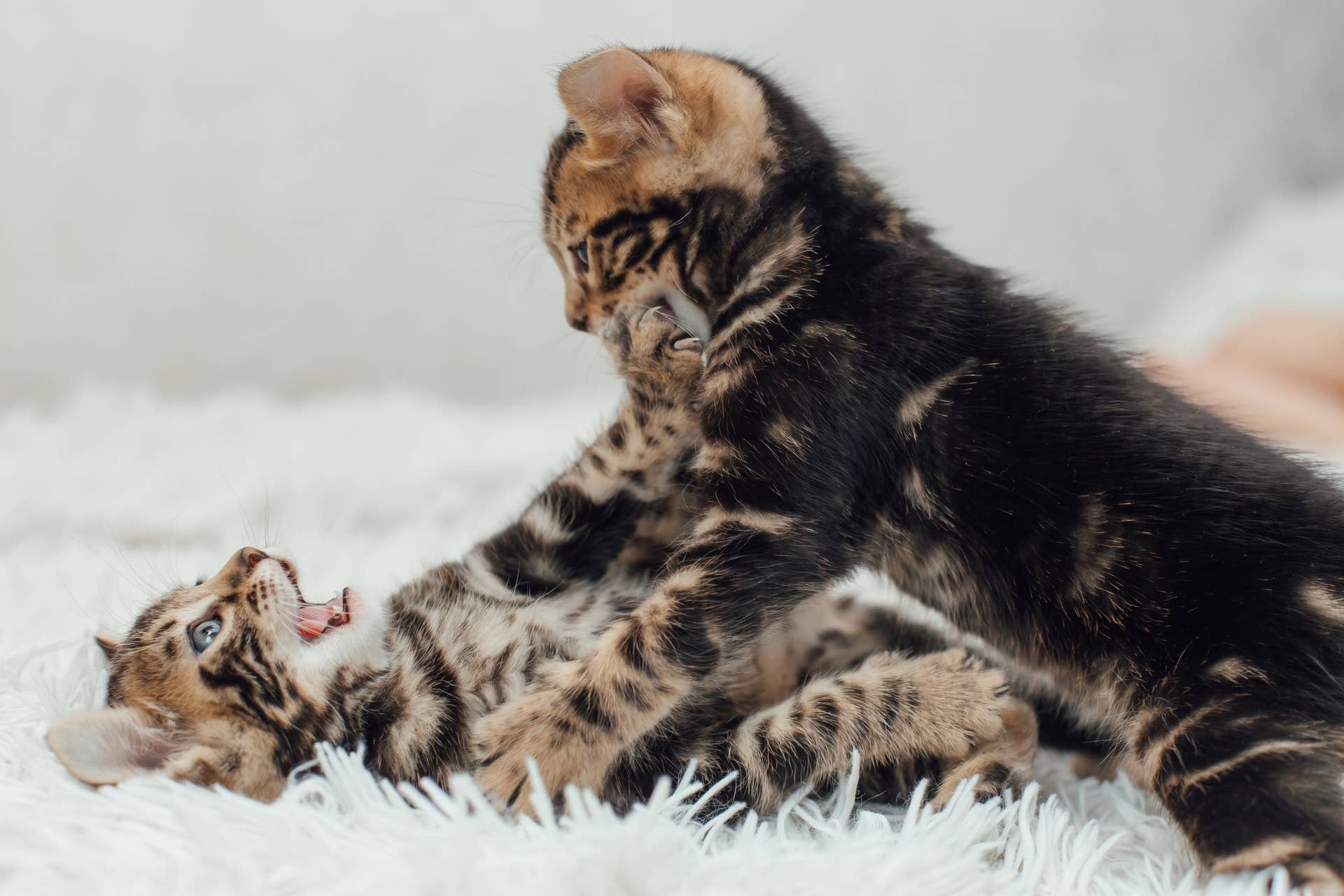 3-Week-Old Tabby Kittens Play-Fight Like Tiny Superheroes - Parade Pets