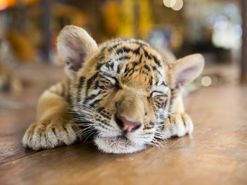 Tiny Little Tiger Throws an Absolutely Massive Tiger Temper Tantrum ...