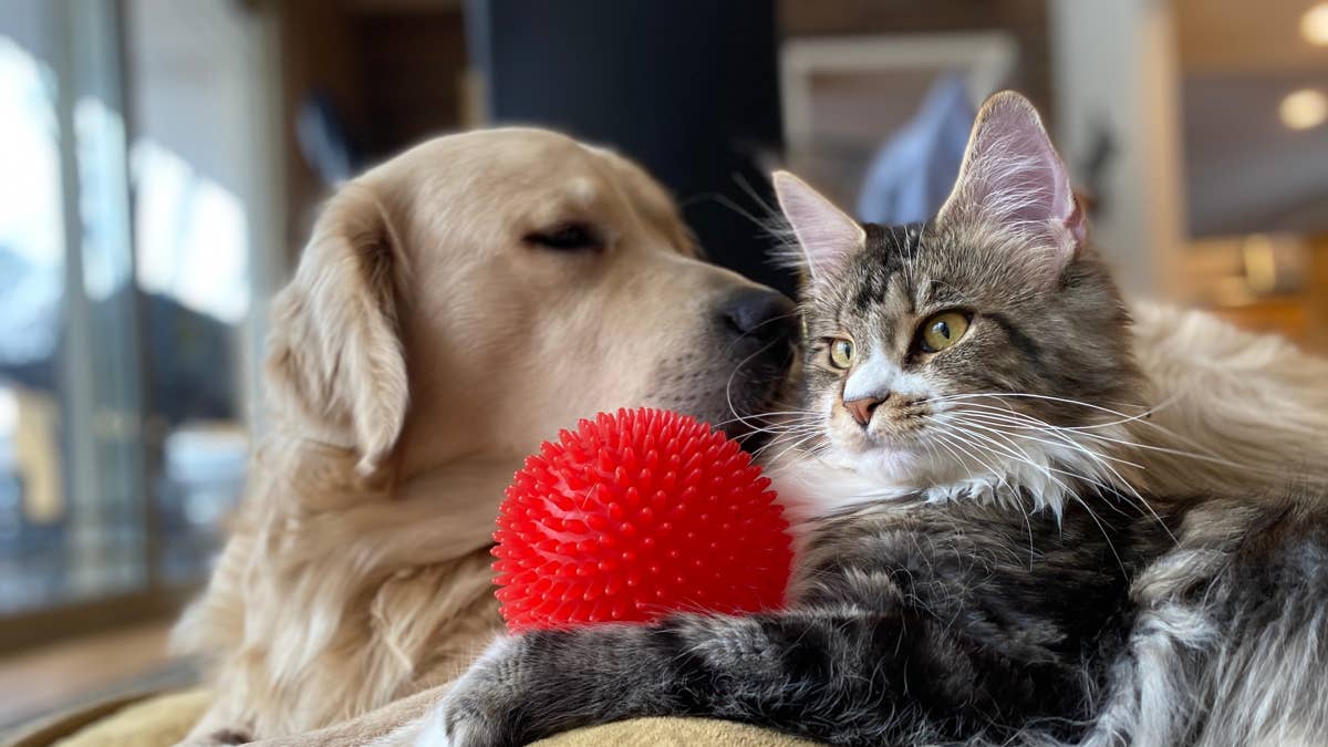 This Golden Retriever Can’t Handle Saying Goodbye to Her Maine Coon ...
