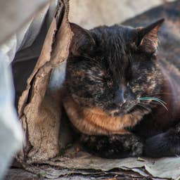Senior Tortoiseshell Cat's Precious 'Creaky' Meow Couldn't Be Sweeter ...