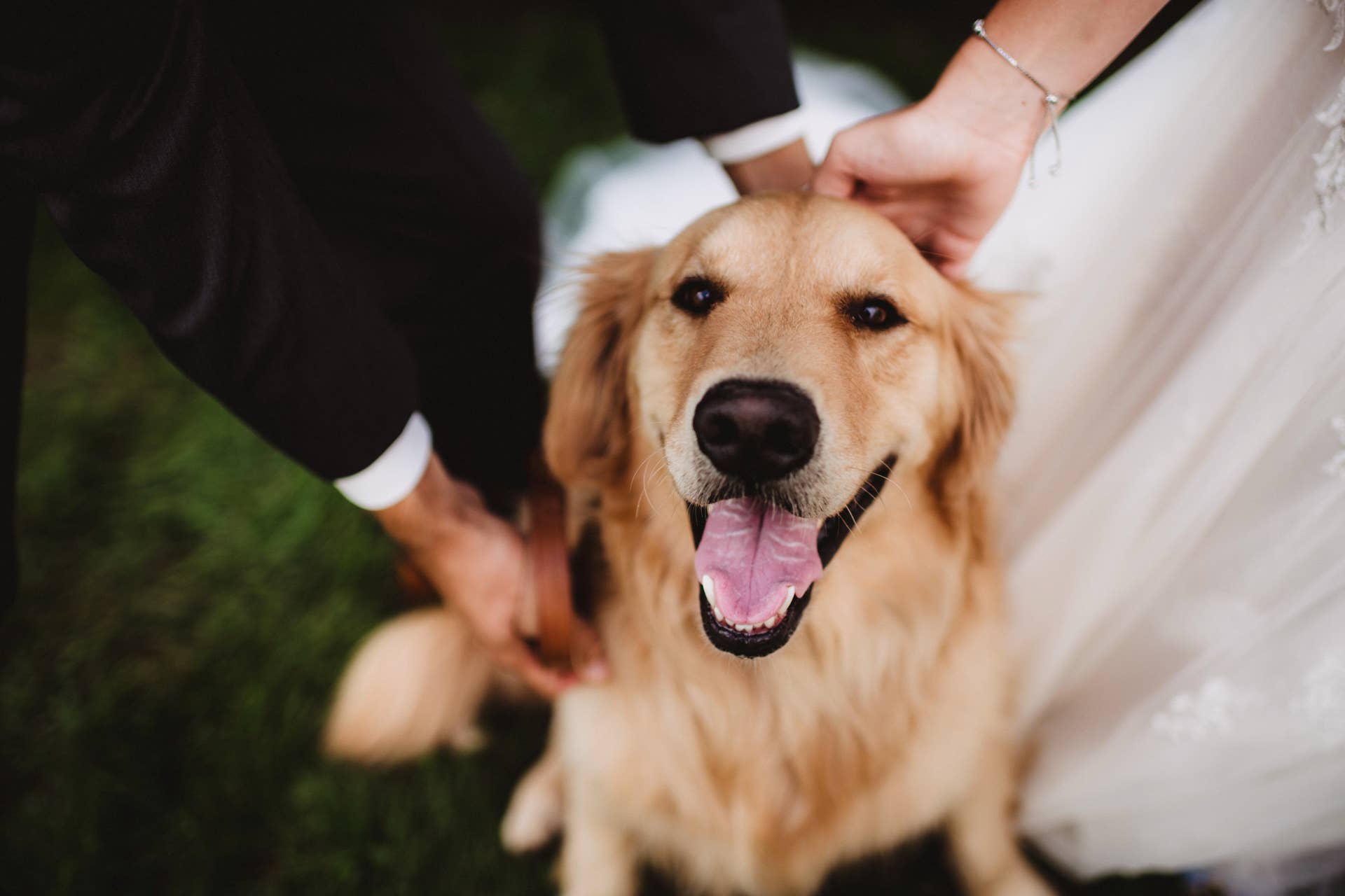 These Smitten Golden Retrievers Took Their Relationship to the Next ...