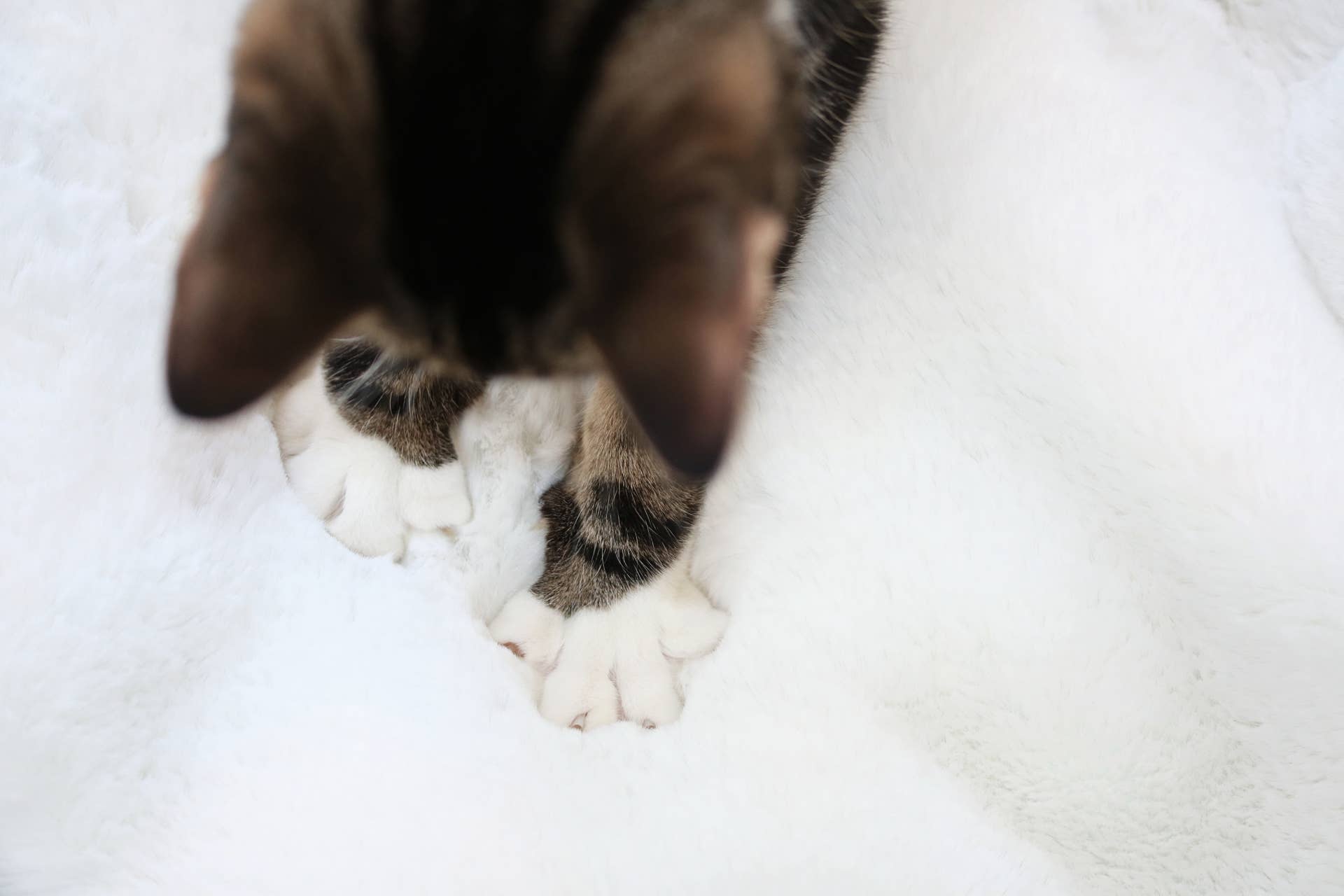 At First Glance, This Rare Cat Looks Like a Regular Kitty—Until You See ...