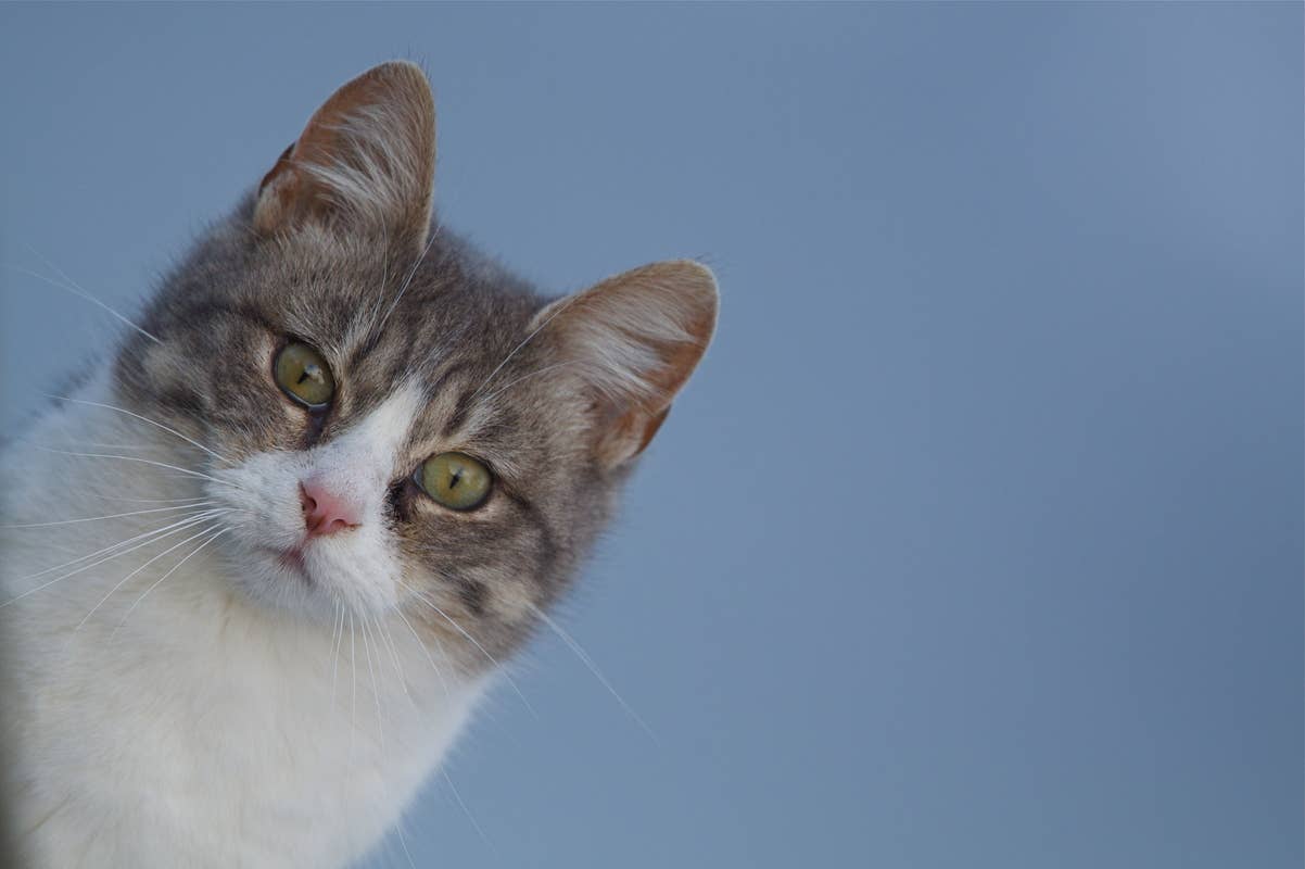 Rescue Cats: Heartwarming Stories, Adoptions, and Happy Endings ...