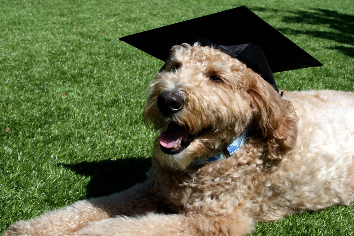Service Dog Gets Her Own Diploma at College Graduation and Everyone Is ...