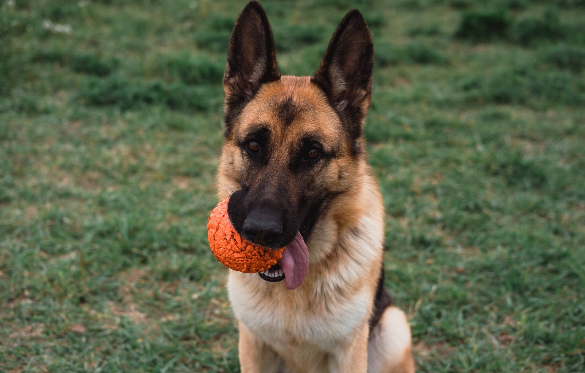 German Shepherd ‘Invents’ a Cool New Toy - Parade Pets