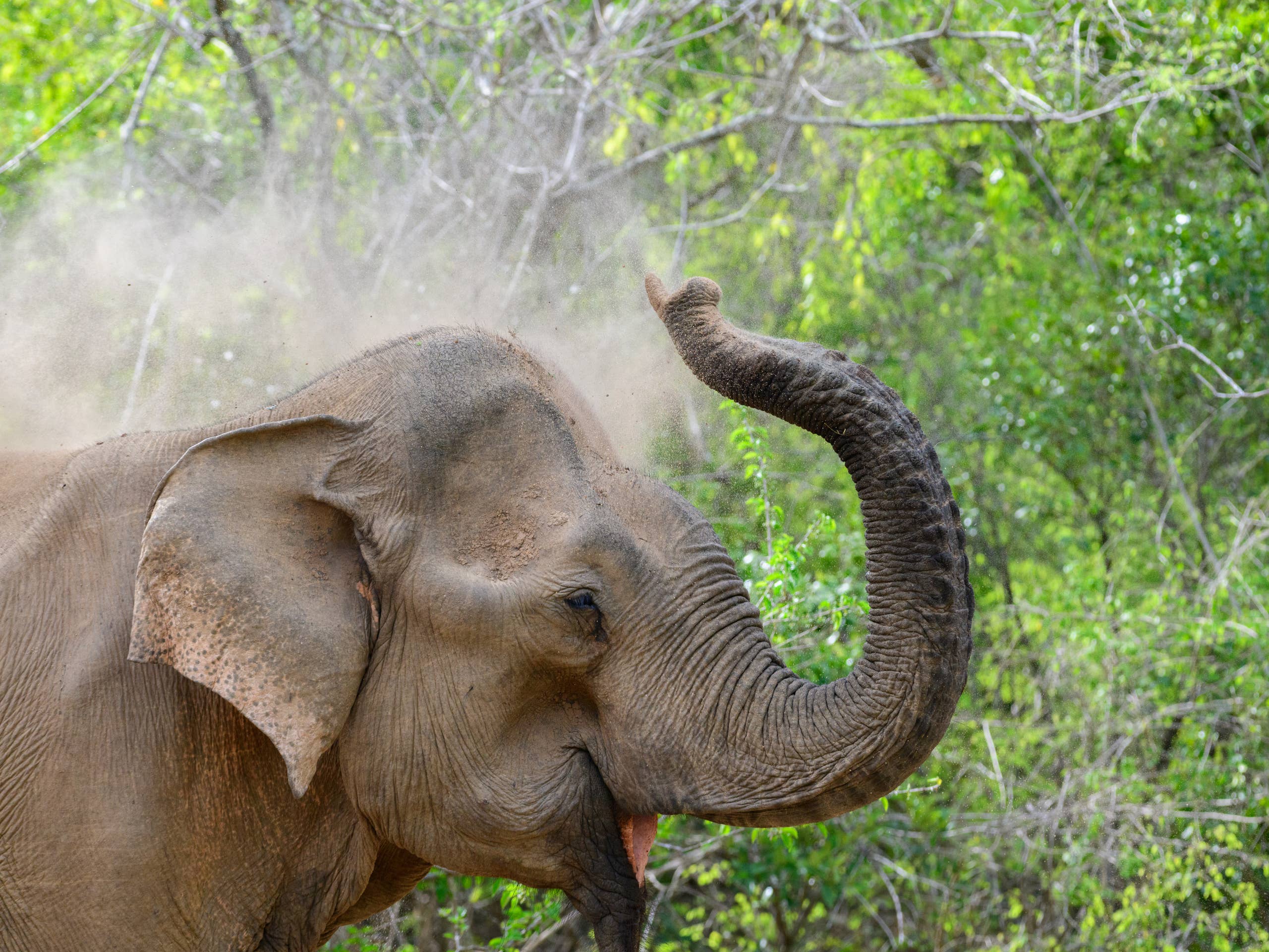 Mama Elephant Helps Her Baby Take a Bath and It's Beautiful - Parade Pets