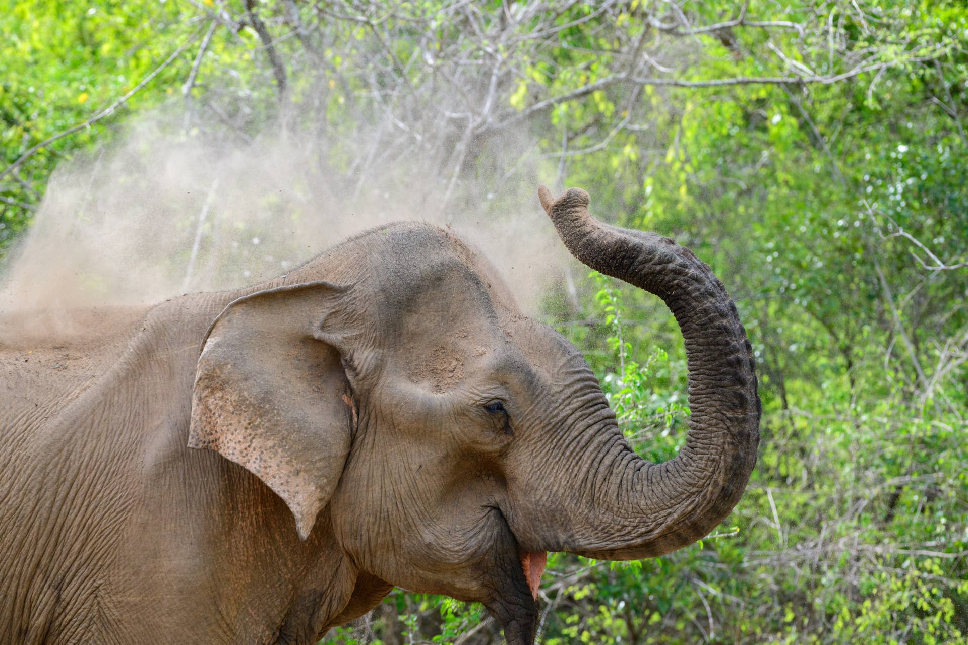 Mama Elephant Helps Her Baby Take a Bath and It's Beautiful - Parade Pets