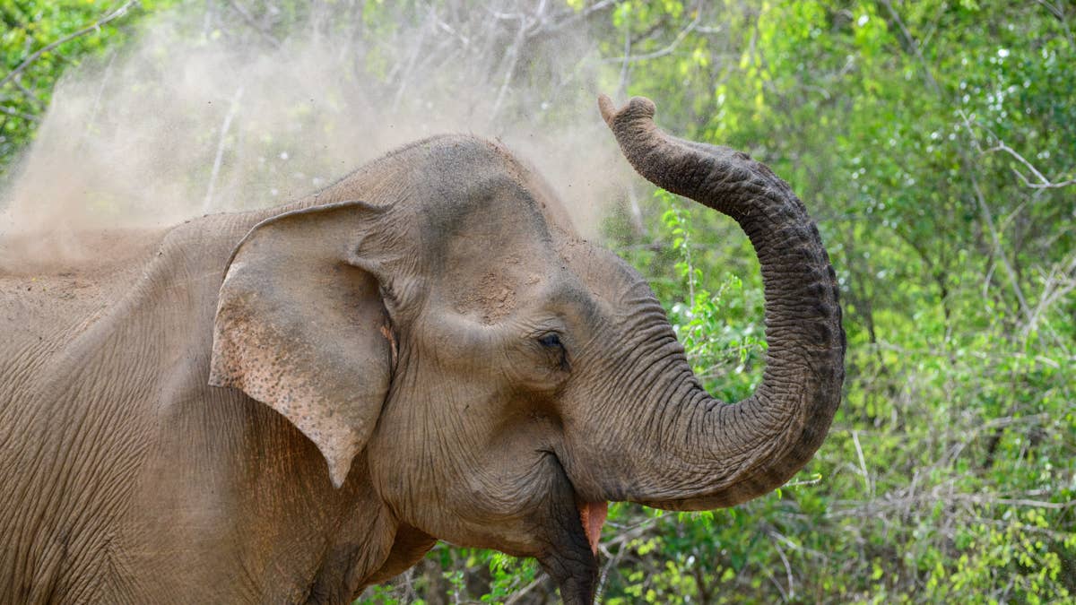 Mama Elephant Helps Her Baby Take a Bath and It's Beautiful - Parade Pets