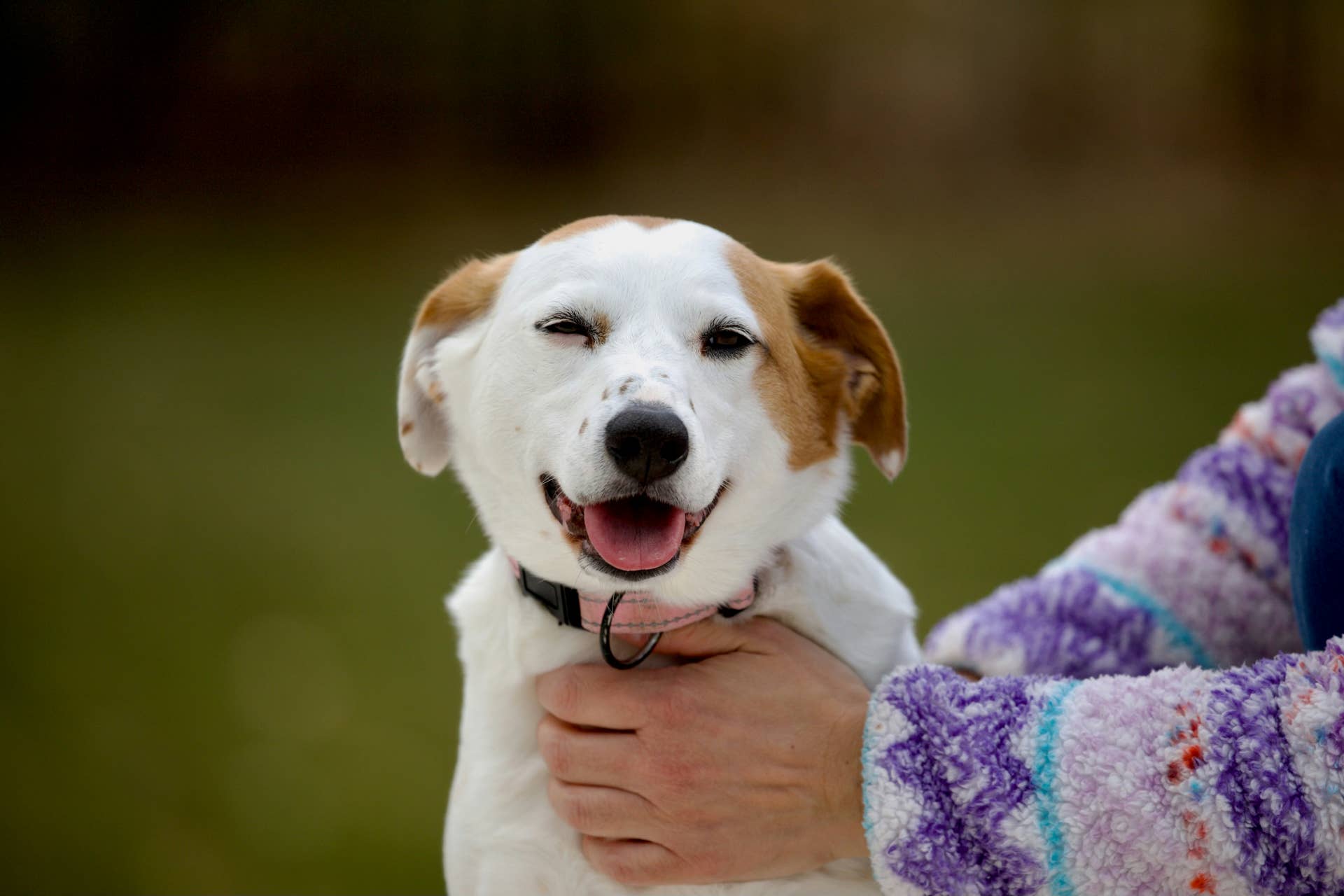 7 Subtle Signs Your Dog Is Asking for Help, According to Experts ...