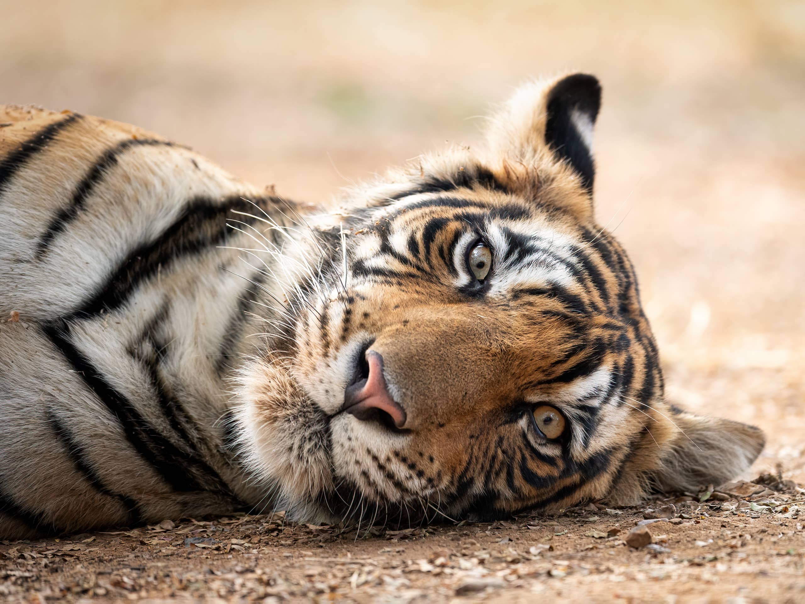 Baby Tiger Throws a Lion-Sized Tantrum — Honestly, It’s So Cute ...