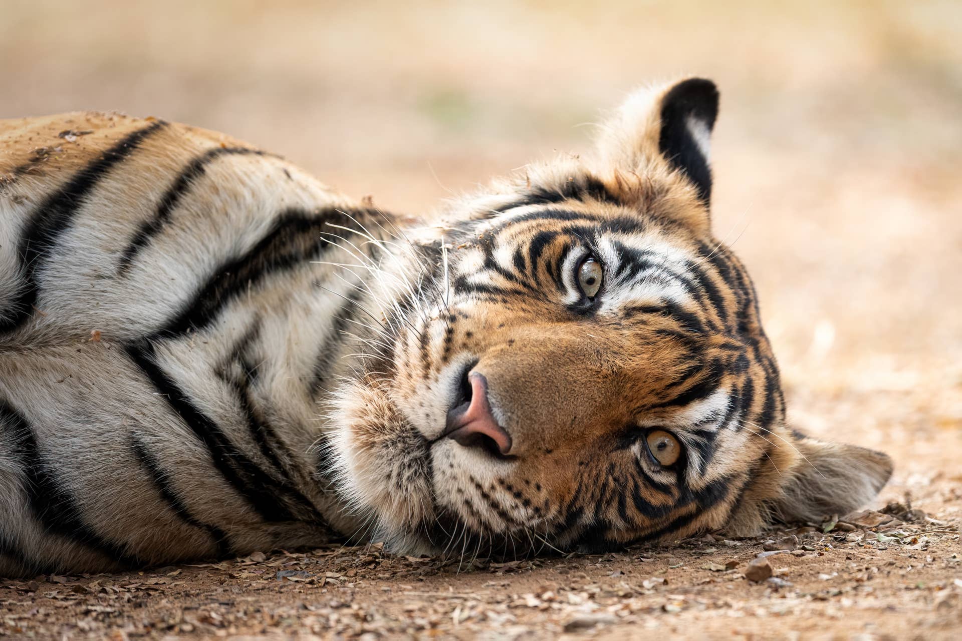 Baby Tiger Throws a Lion-Sized Tantrum — Honestly, It’s So Cute ...