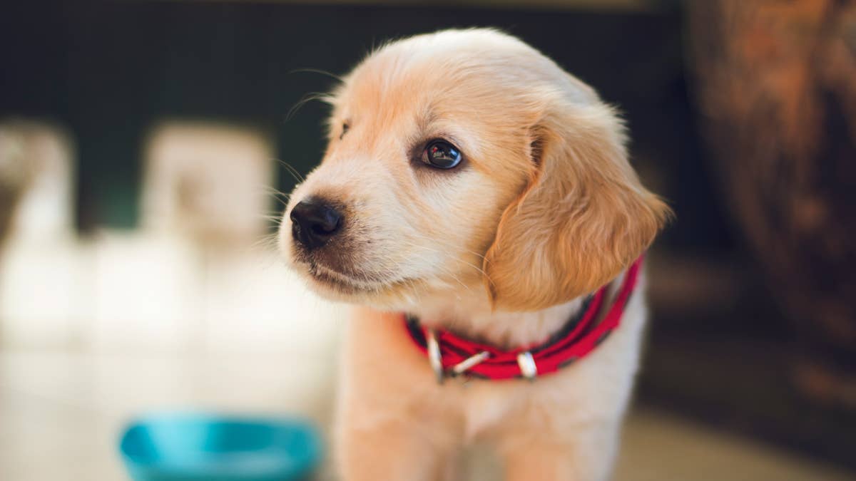 Golden Retriever Puppy Has a Unique Way of Introducing Herself, and It ...