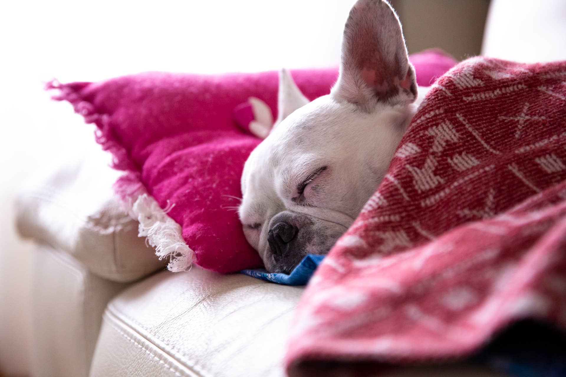 French Bulldog Asked What He Does for a Living—'I Nap Like I Worked a ...