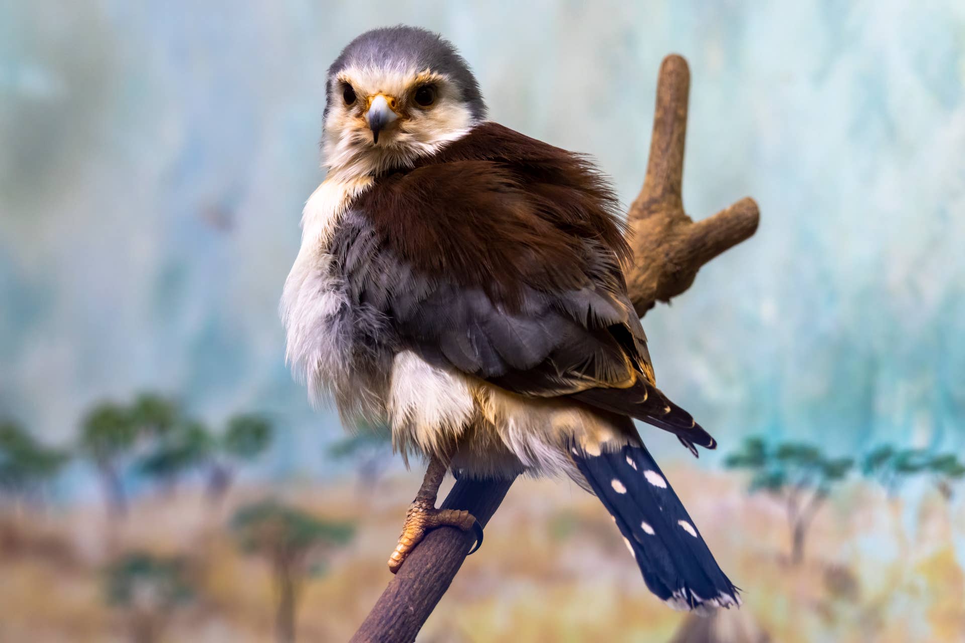 9-Month-Old Pygmy Falcon Is Tiny, but Somehow Has the Loudest Opinions ...