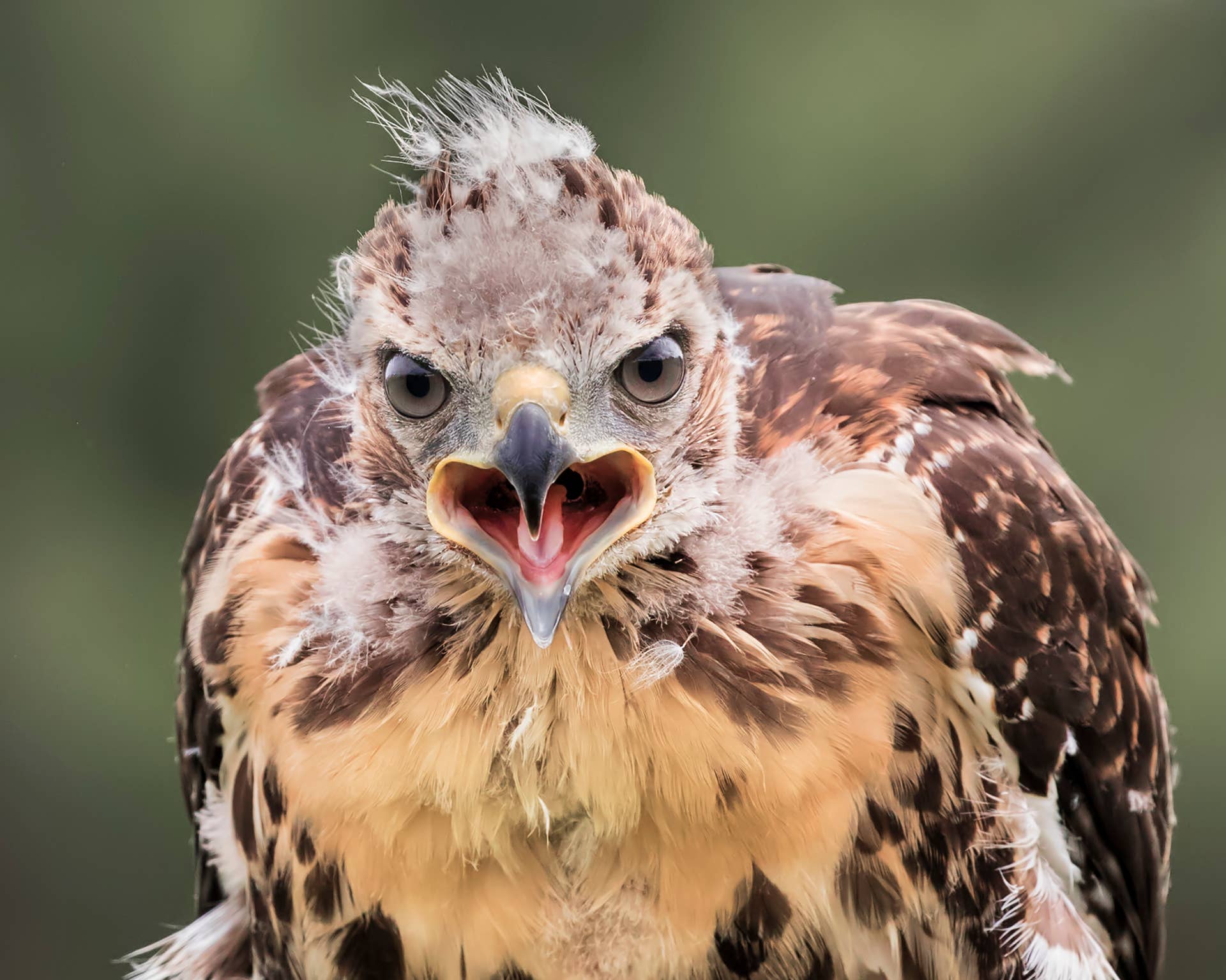Tiny Baby Hawk Learning To Walk Looks Like a Fresh Ball of Dryer Lint ...
