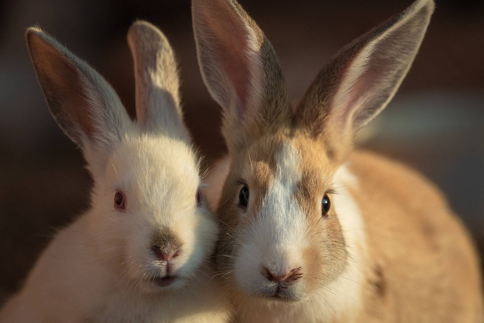 Devoted Bunny Couple Decides Baby Goat Is Their New Little 'Kid'—and ...
