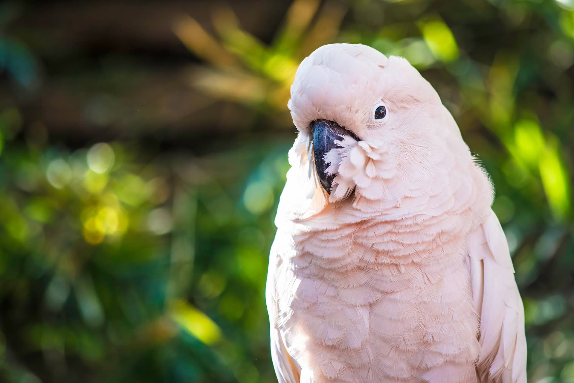 Cockatoo on His ‘Best Behavior’ Grandma’s House Wins at Life - Parade Pets