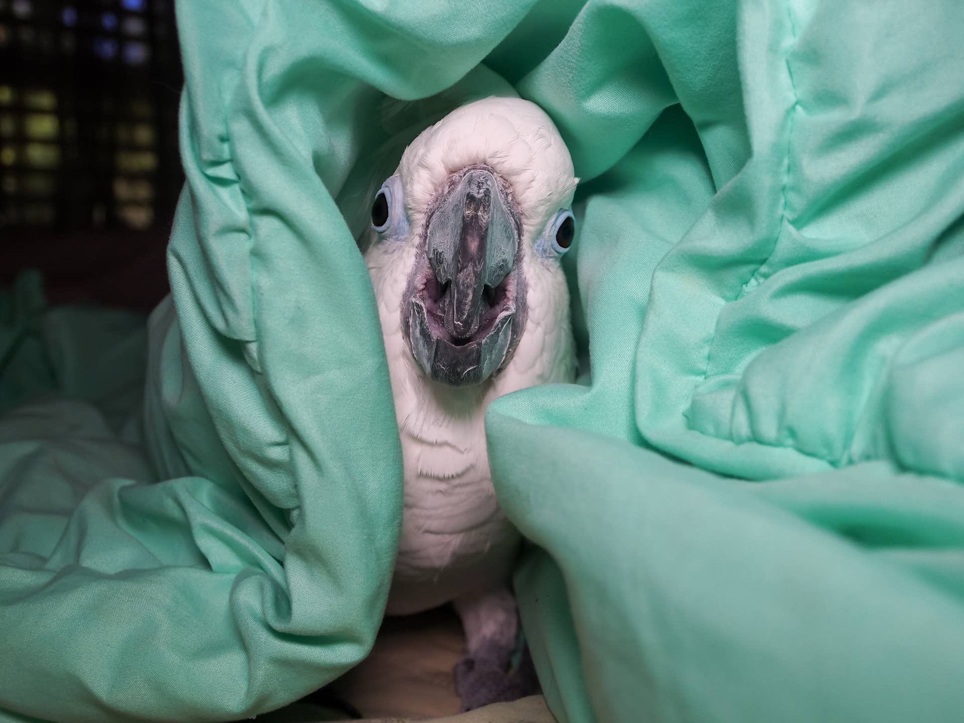 Cockatoo on His ‘Best Behavior’ Grandma’s House Wins at Life - Parade Pets