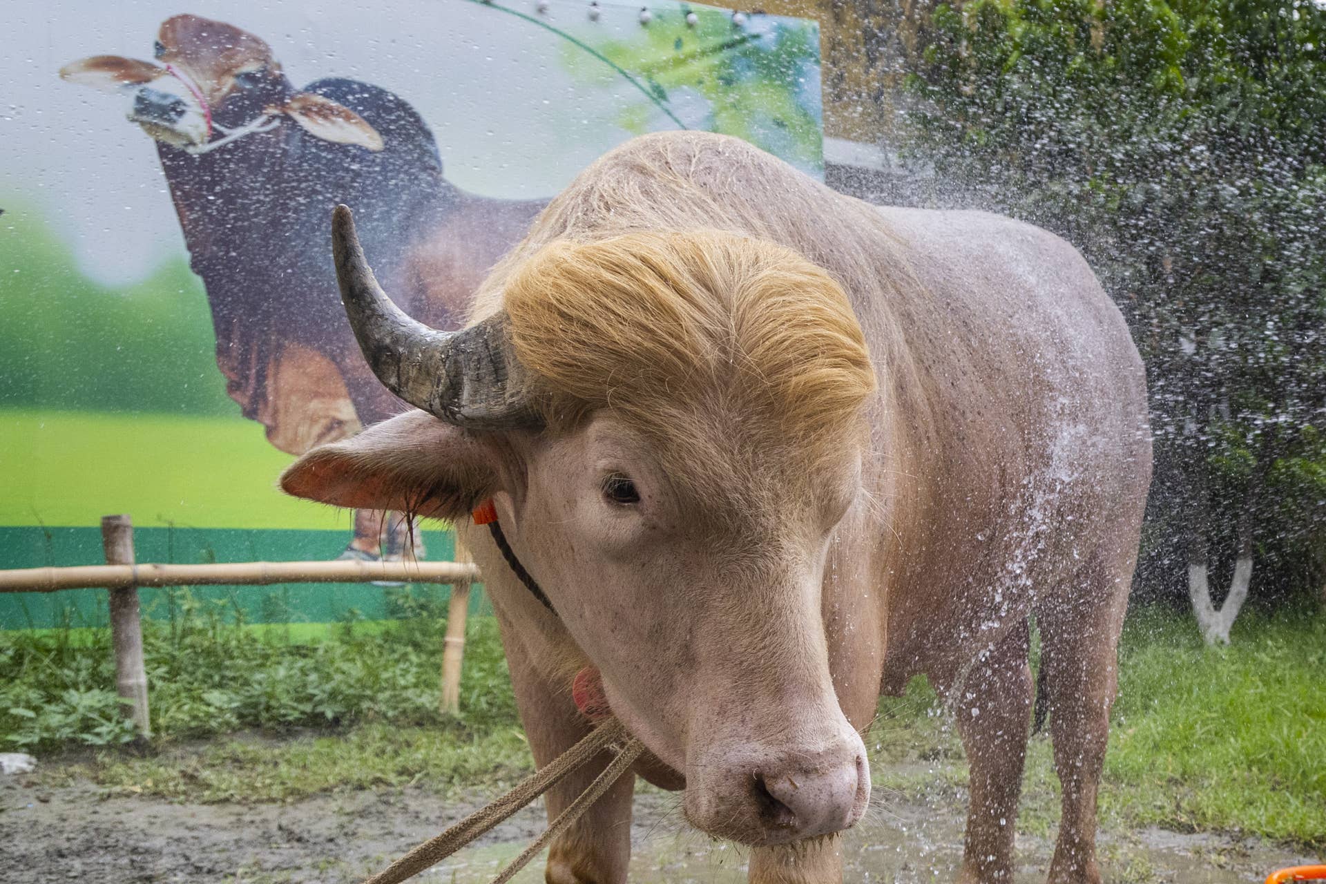 Rare Buffalo Named ‘Trump’ Sports the Most Famous Hairdo on the ...