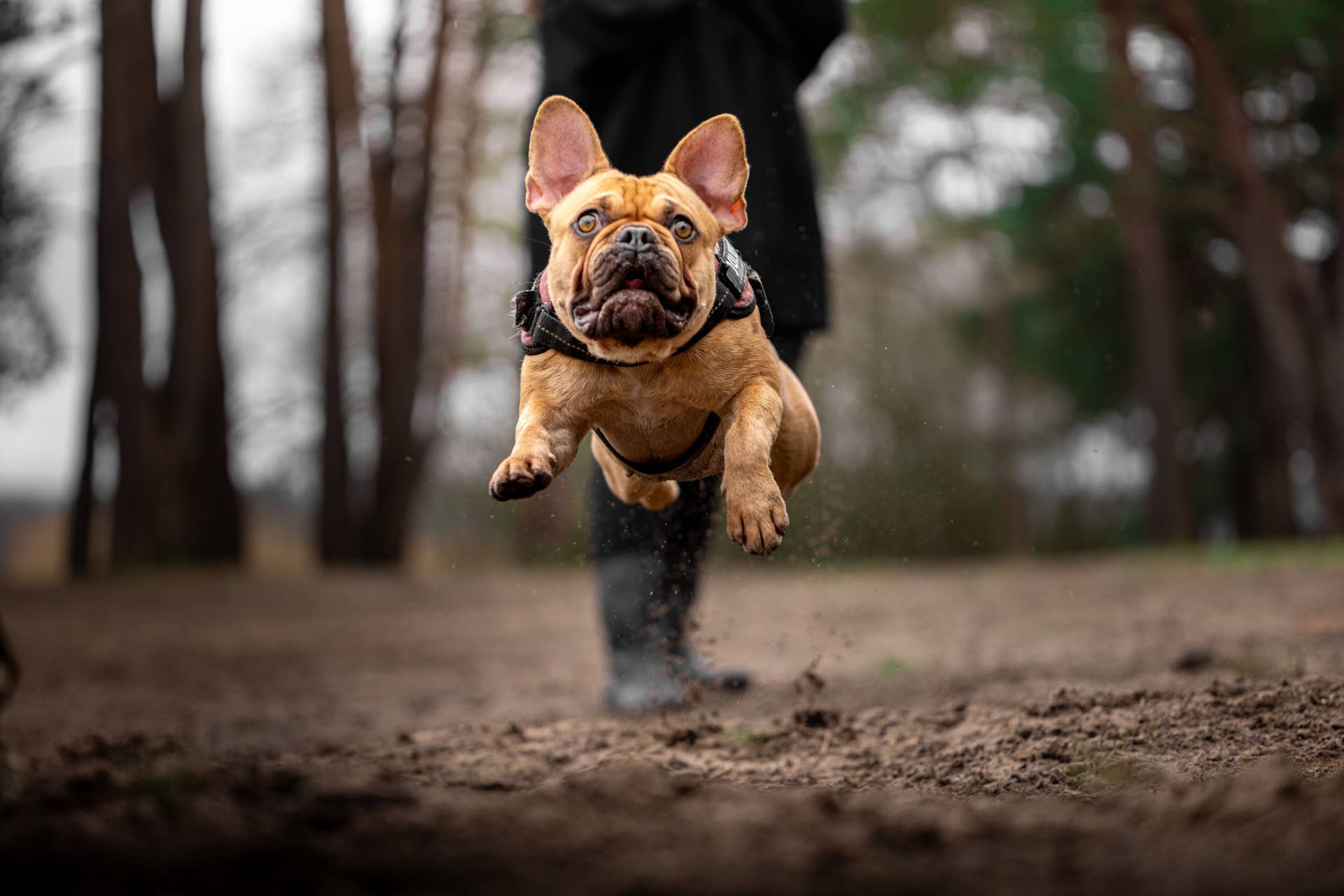French Bulldog Assumes 'The Stance'—and Every Frenchie Parent Knows ...