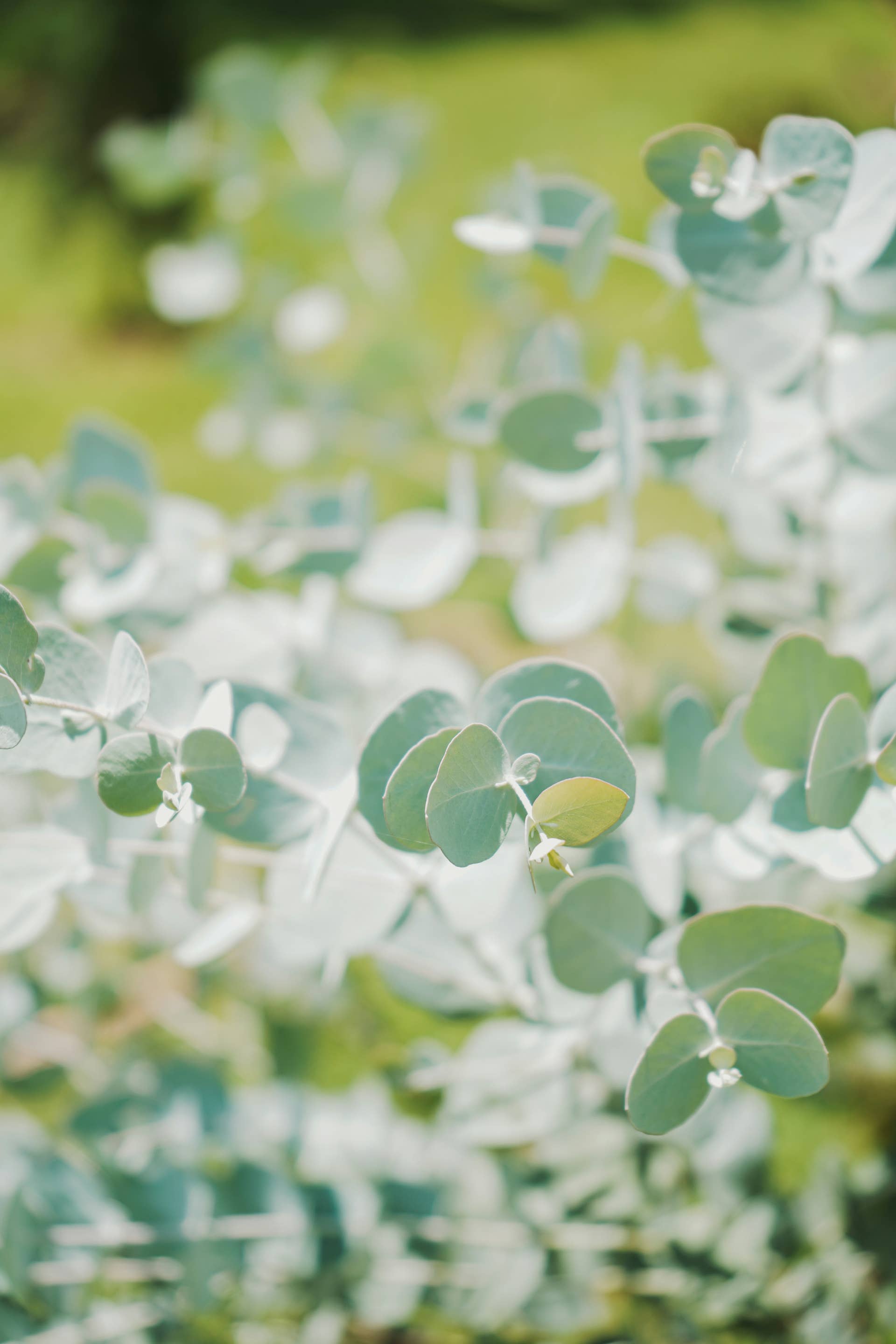 9 Toxic Outdoor Plants for Dogs Pet Parents Need to Know Now - Parade Pets
